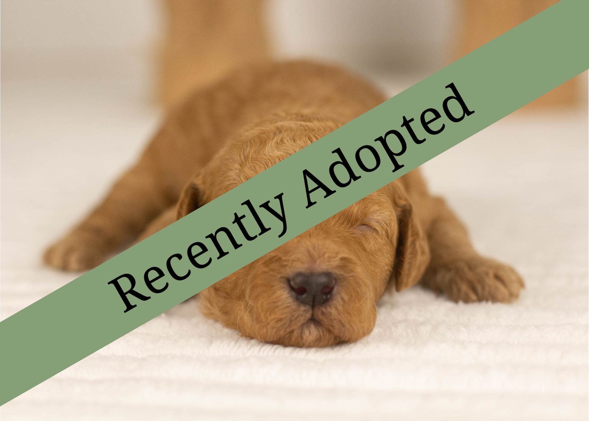 Toy Goldendoodles For Adoption — Family Bred Puppies