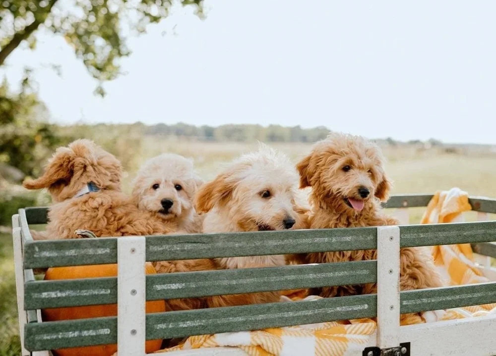 Goldendoodles - Available for Adoption - Family Bred Puppies