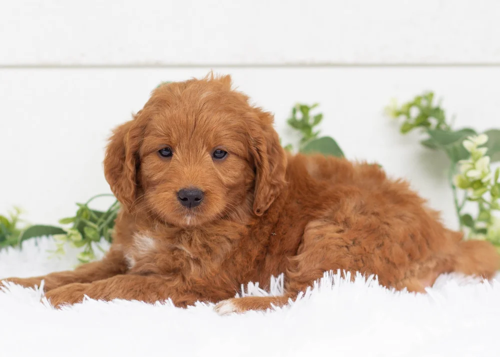 Mini Goldendoodles for Adoption — Family Bred Puppies