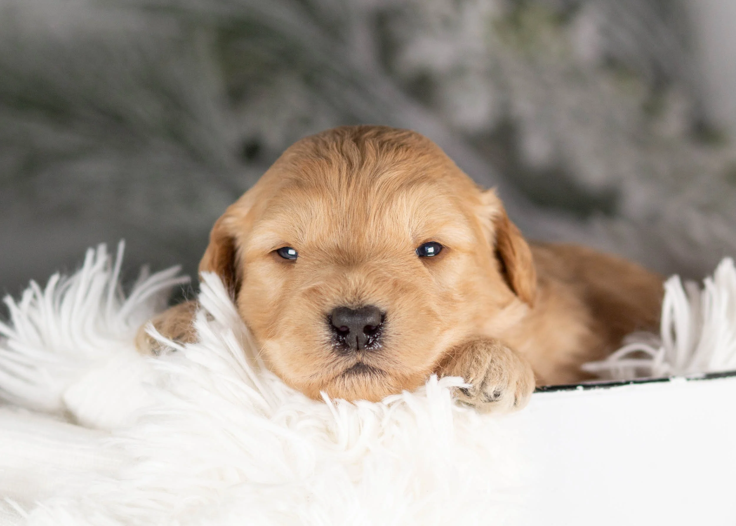 Medium Goldendoodles — Family Bred Puppies