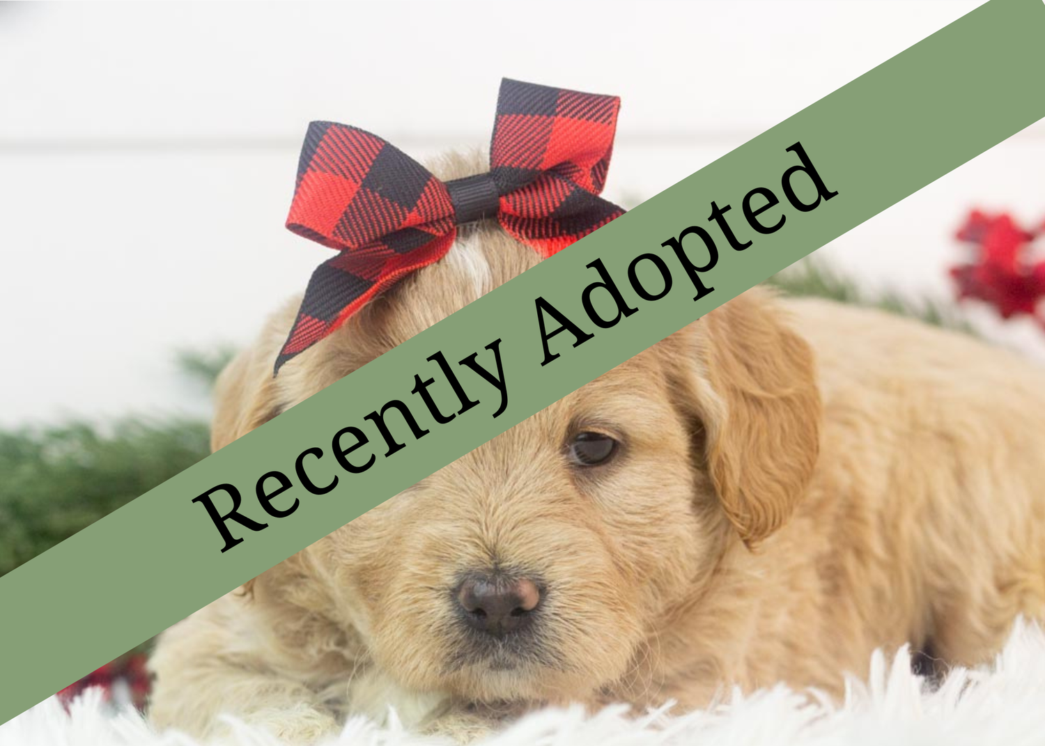 Medium Goldendoodles — Family Bred Puppies