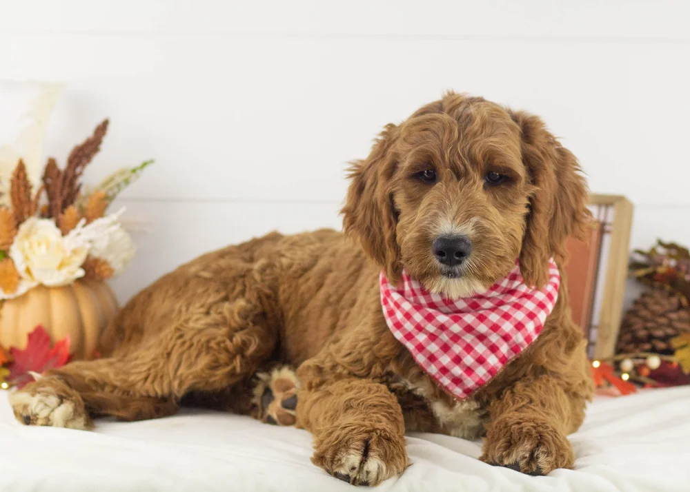 Medium Goldendoodles — Family Bred Puppies