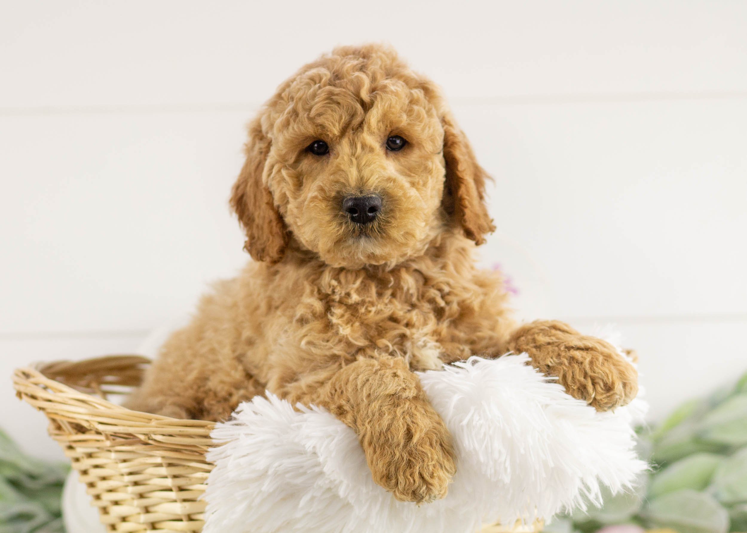 Mini Goldendoodle Best Breeders Of Mini Goldendoodle Puppies For
