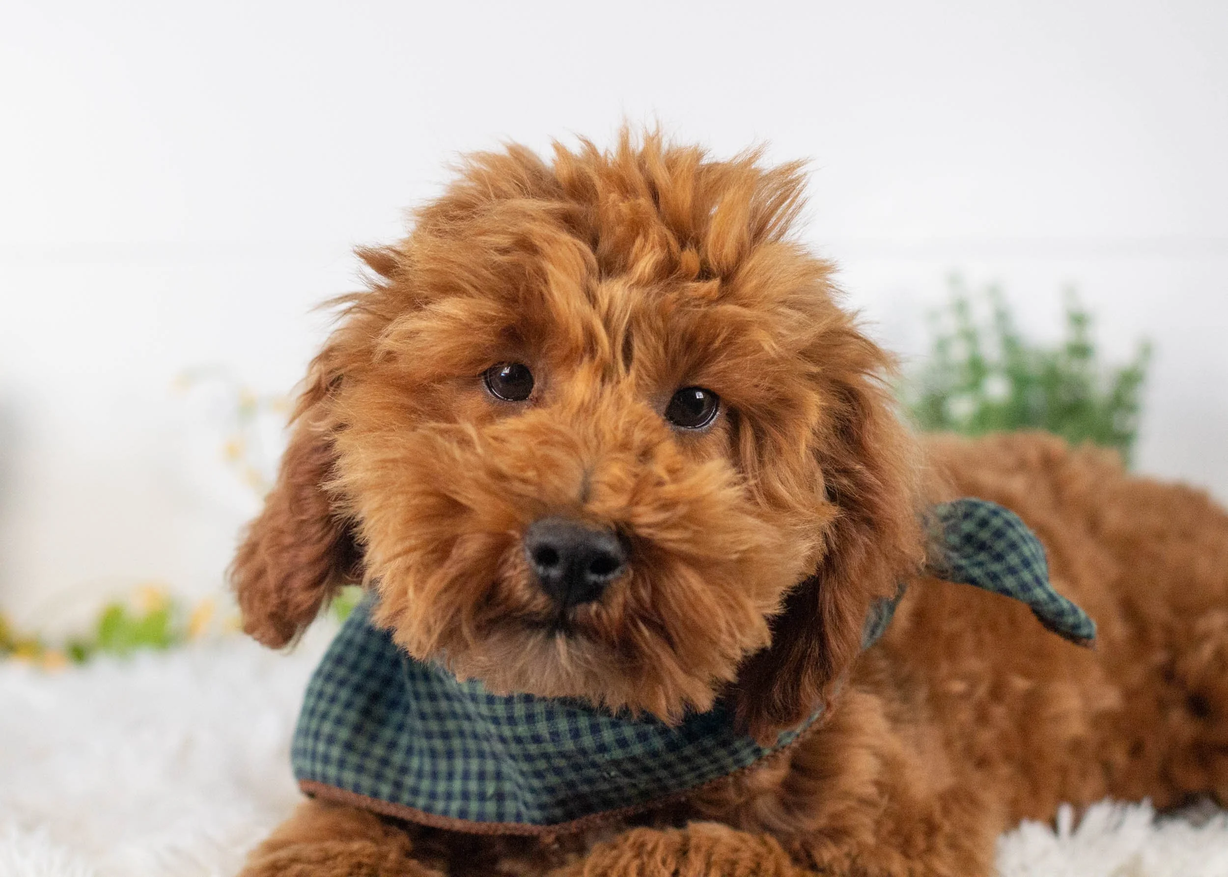 Toy Goldendoodles For Adoption — Family Bred Puppies