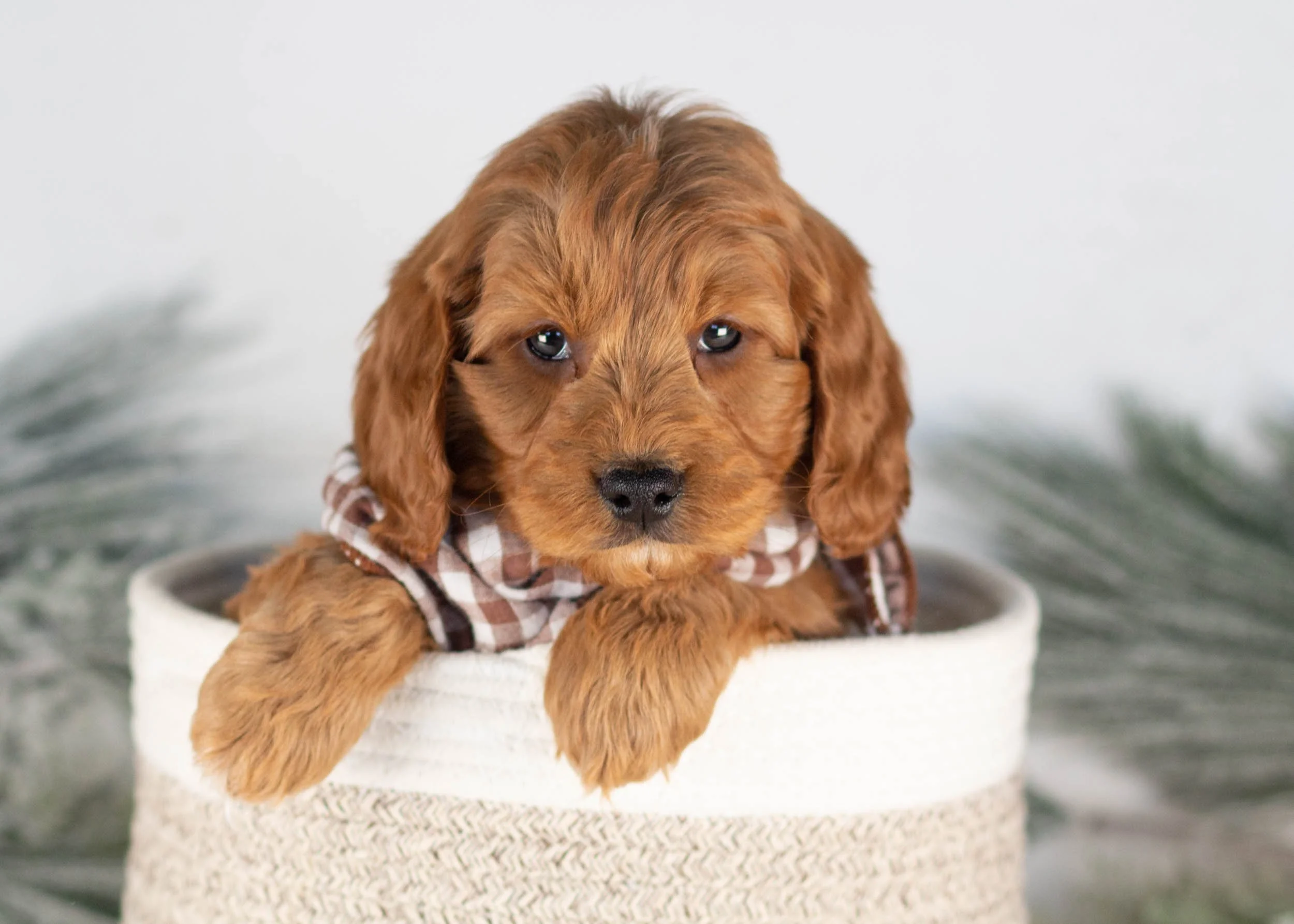 Mini Goldendoodles for Adoption — Family Bred Puppies