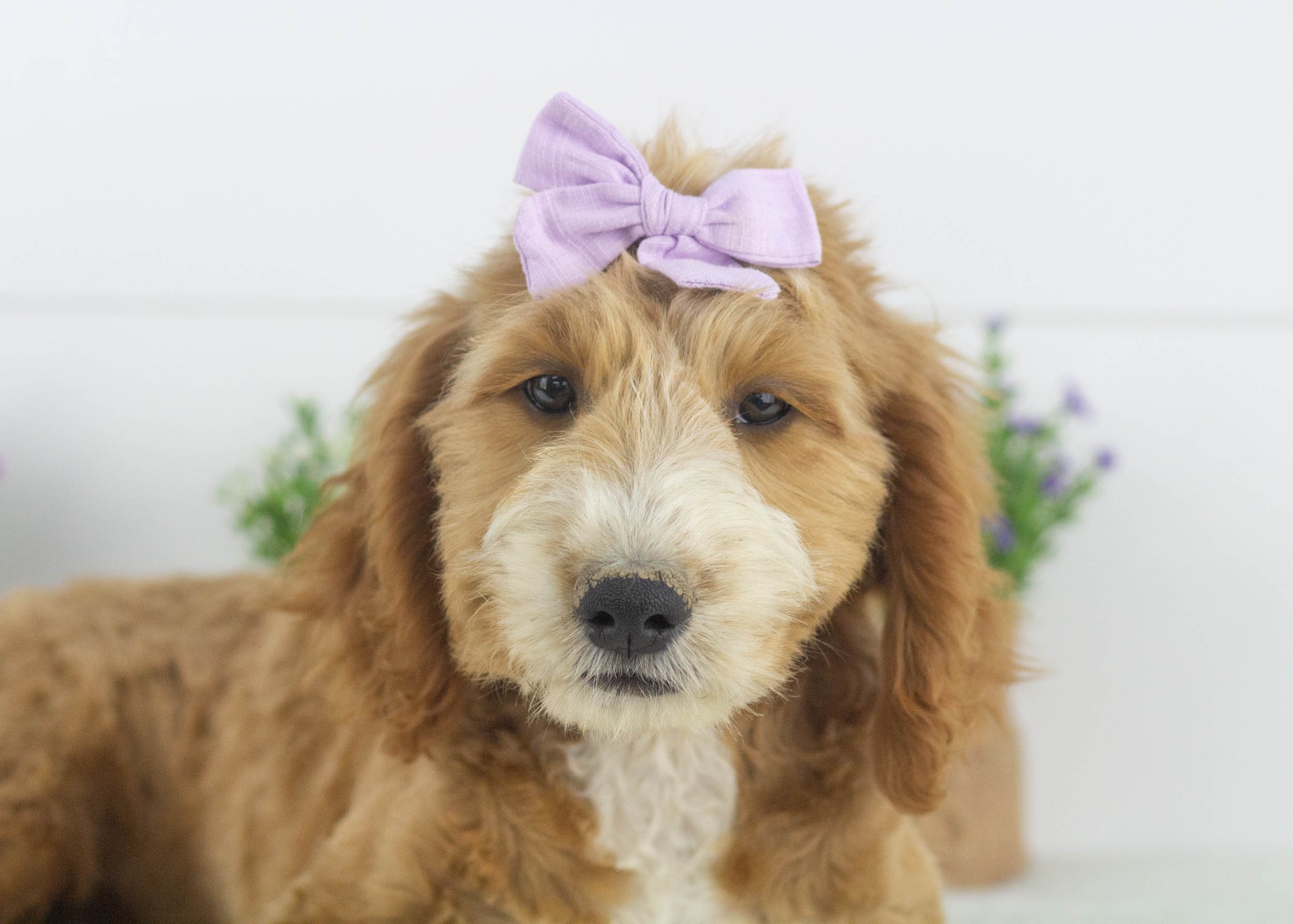Medium Goldendoodles — Family Bred Puppies
