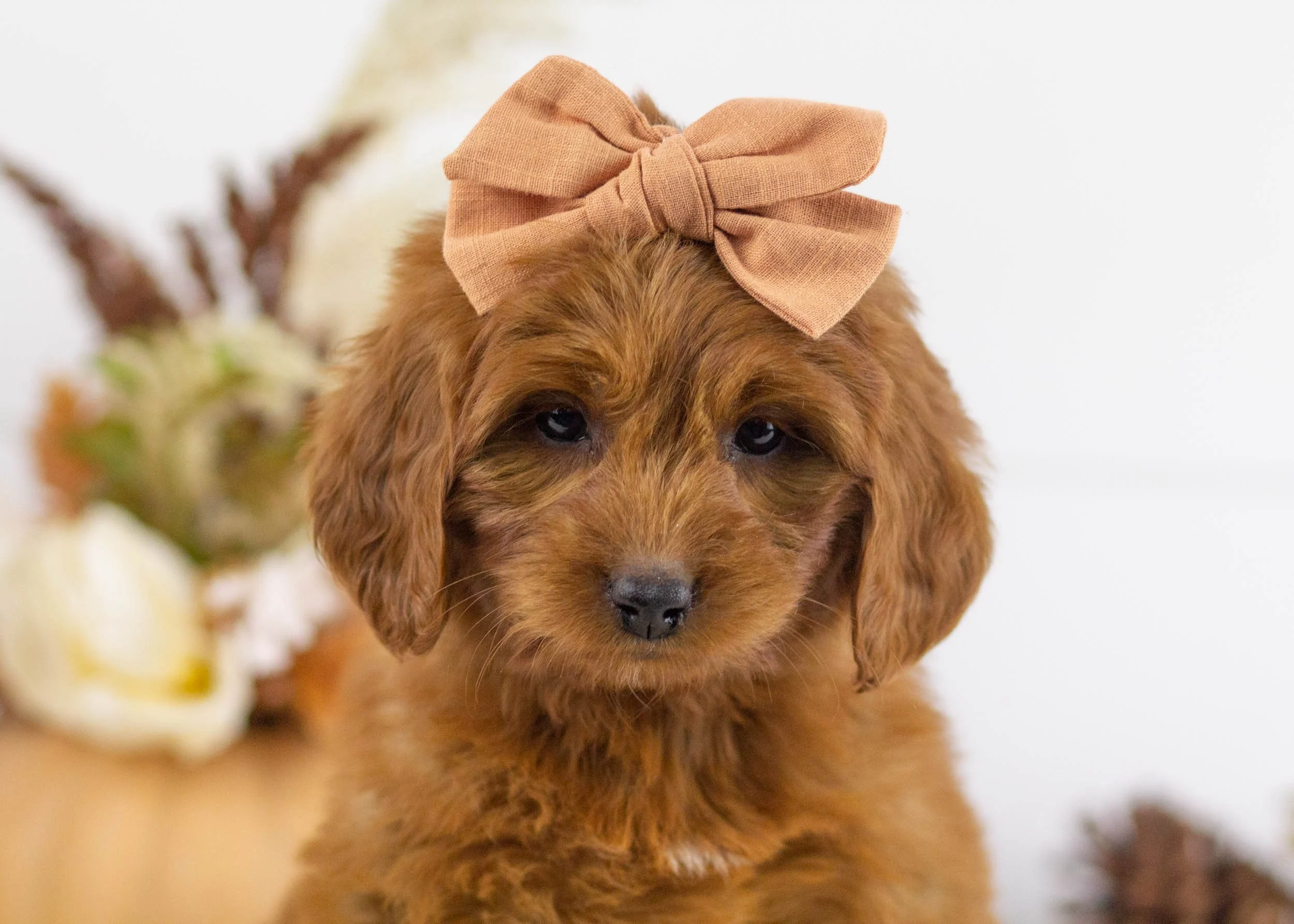Mini Goldendoodles for Adoption — Family Bred Puppies