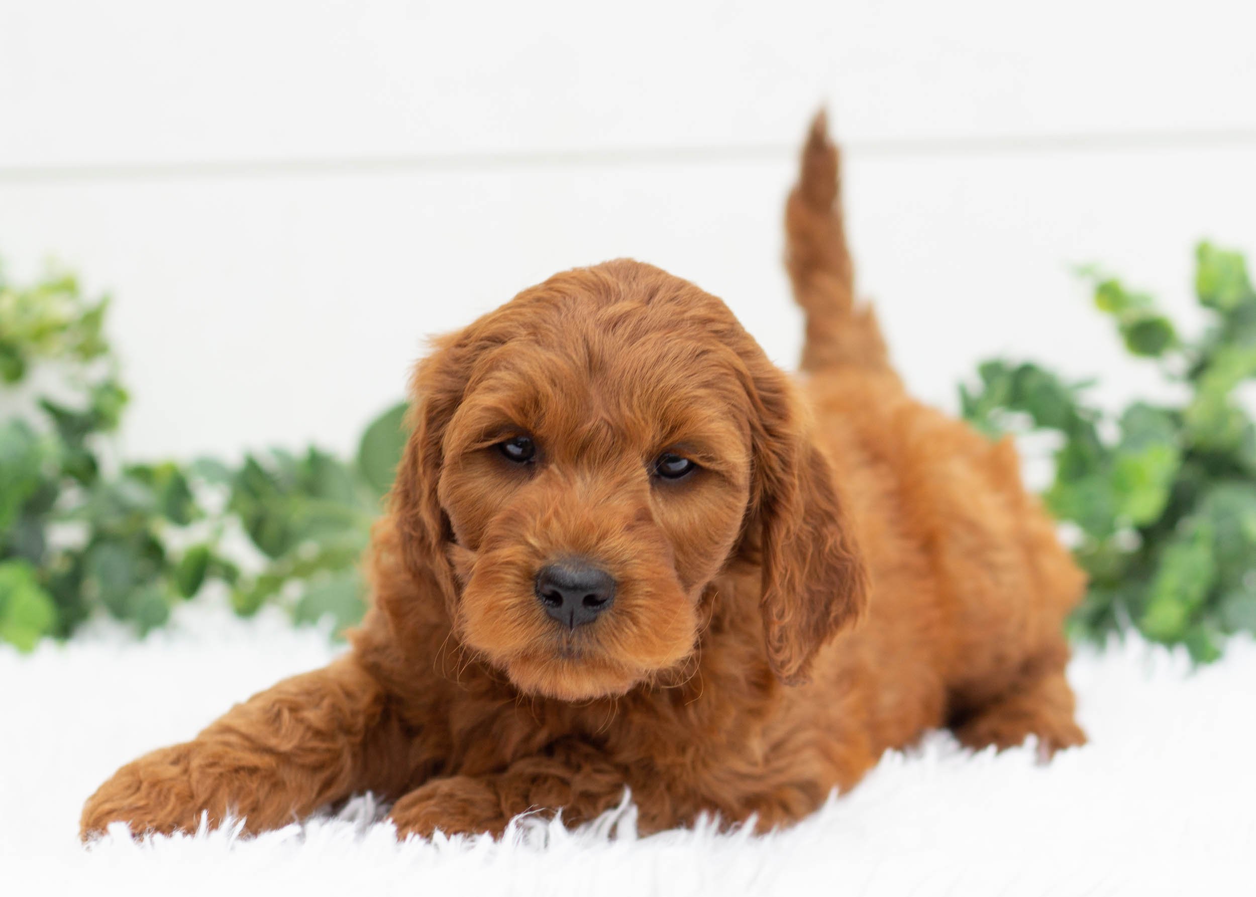 Mini Goldendoodles for Adoption — Family Bred Puppies