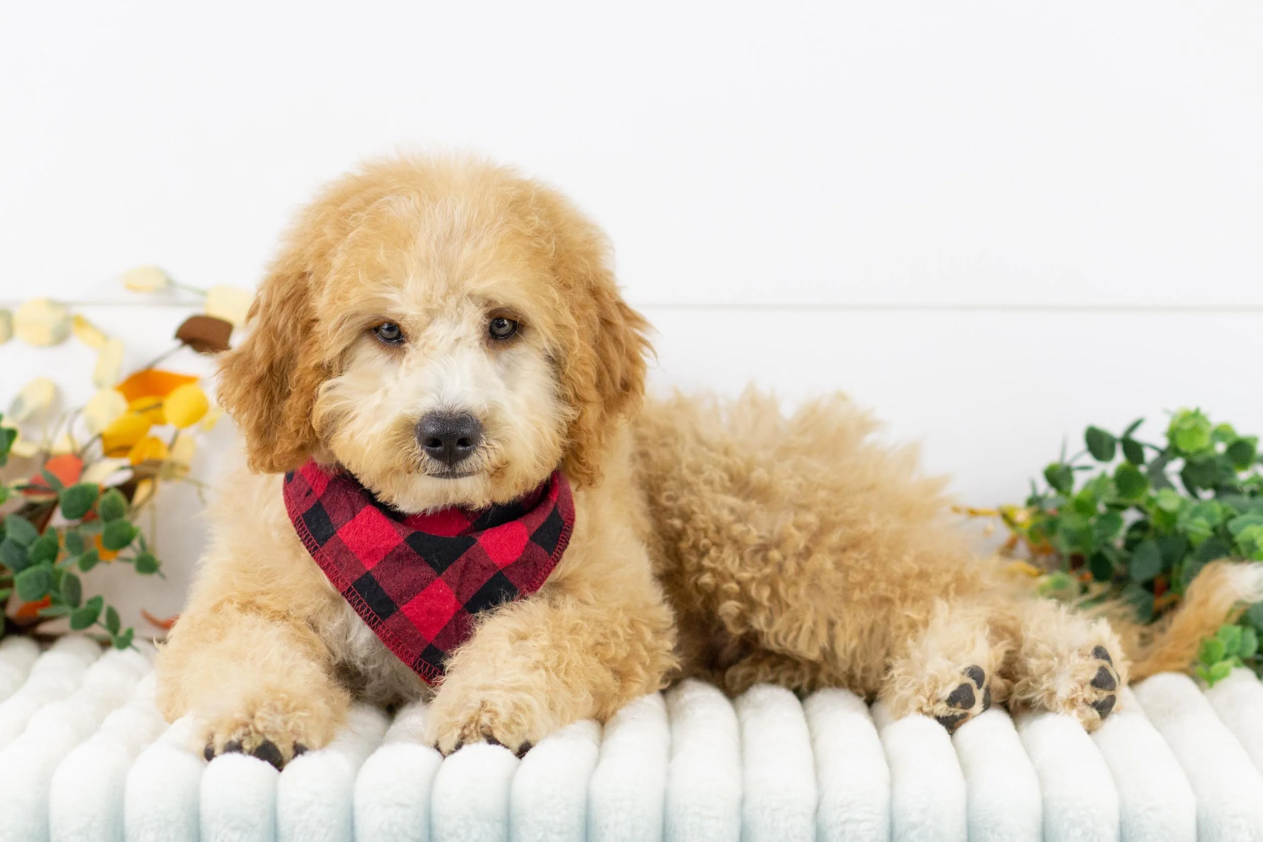 Mini Goldendoodles for Adoption — Family Bred Puppies