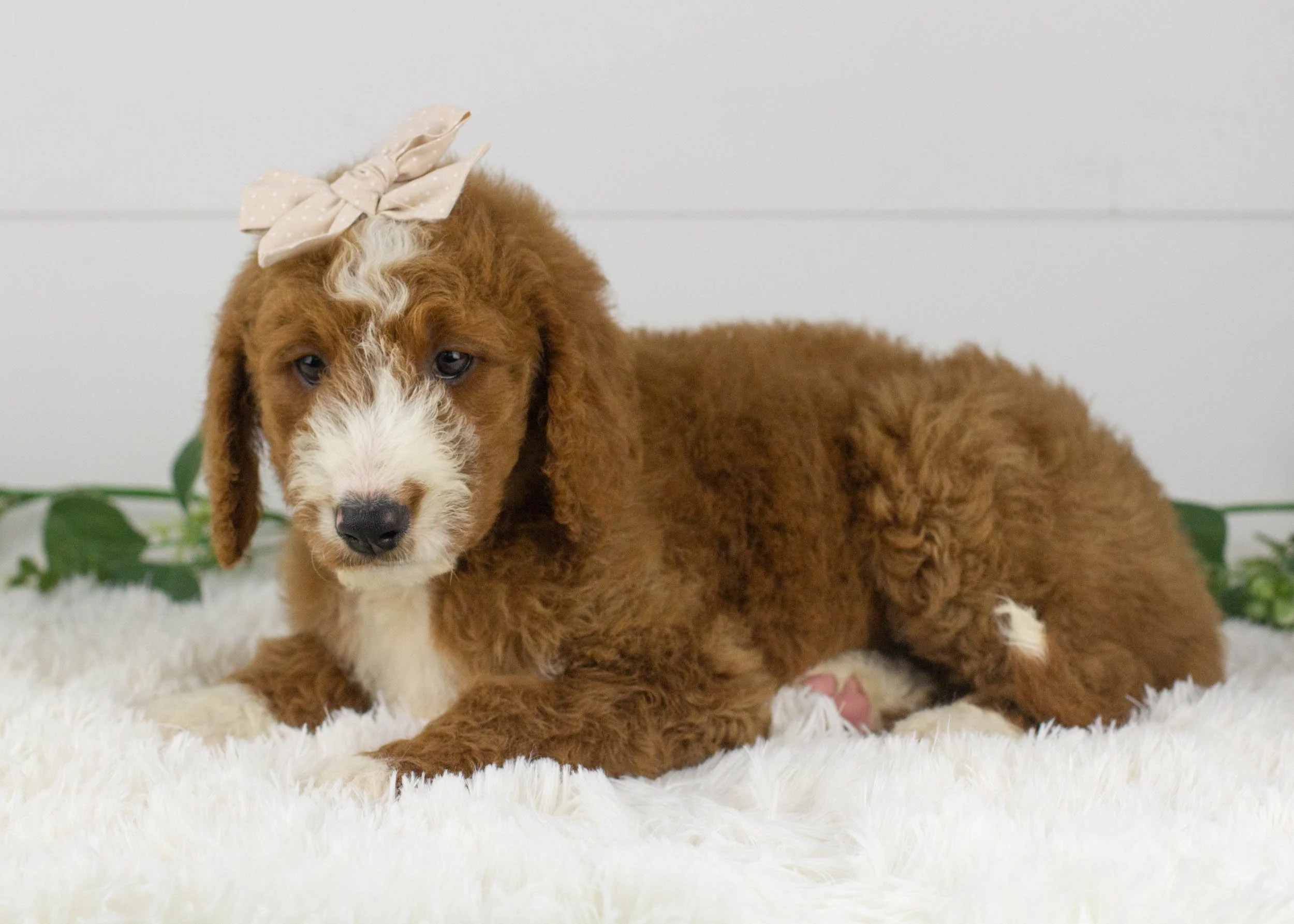 Medium Goldendoodles — Family Bred Puppies