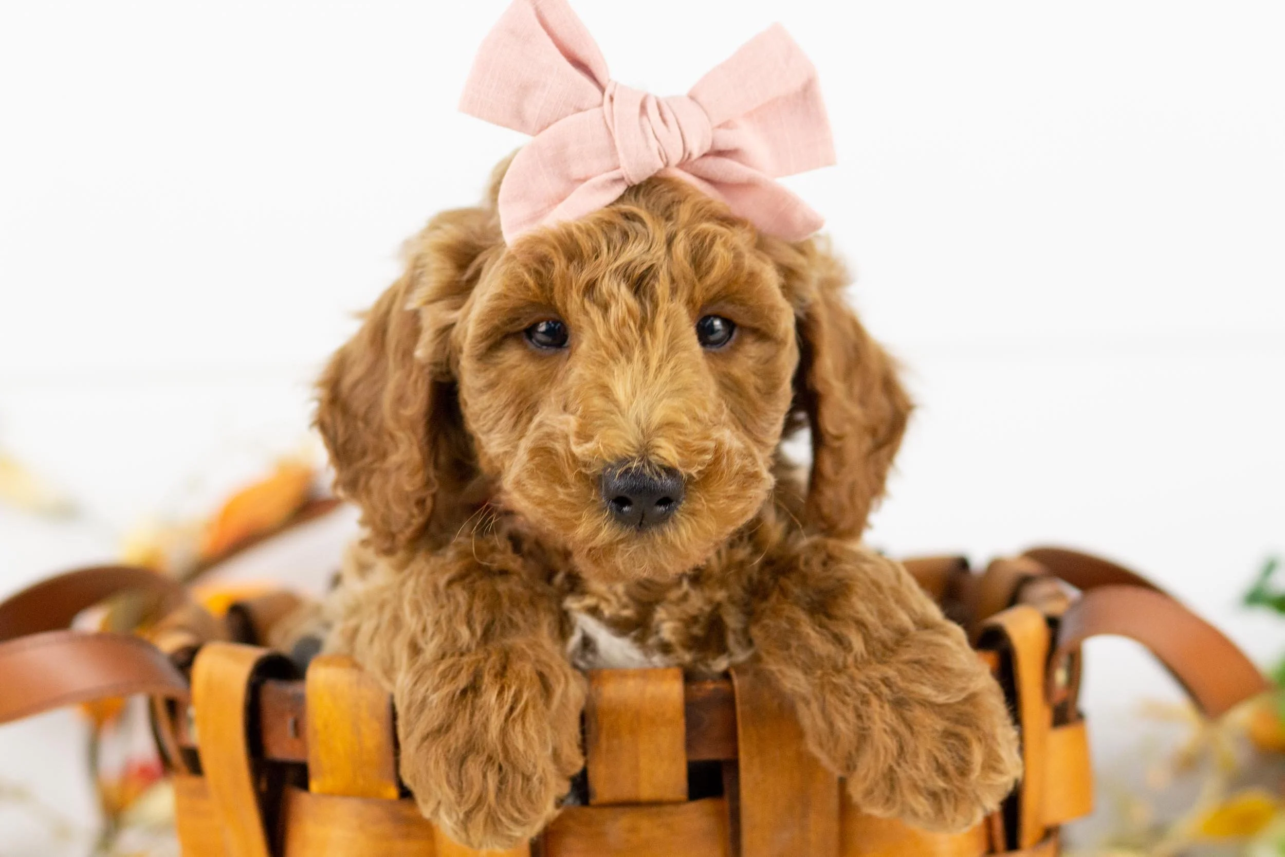 Mini Goldendoodles for Adoption — Family Bred Puppies