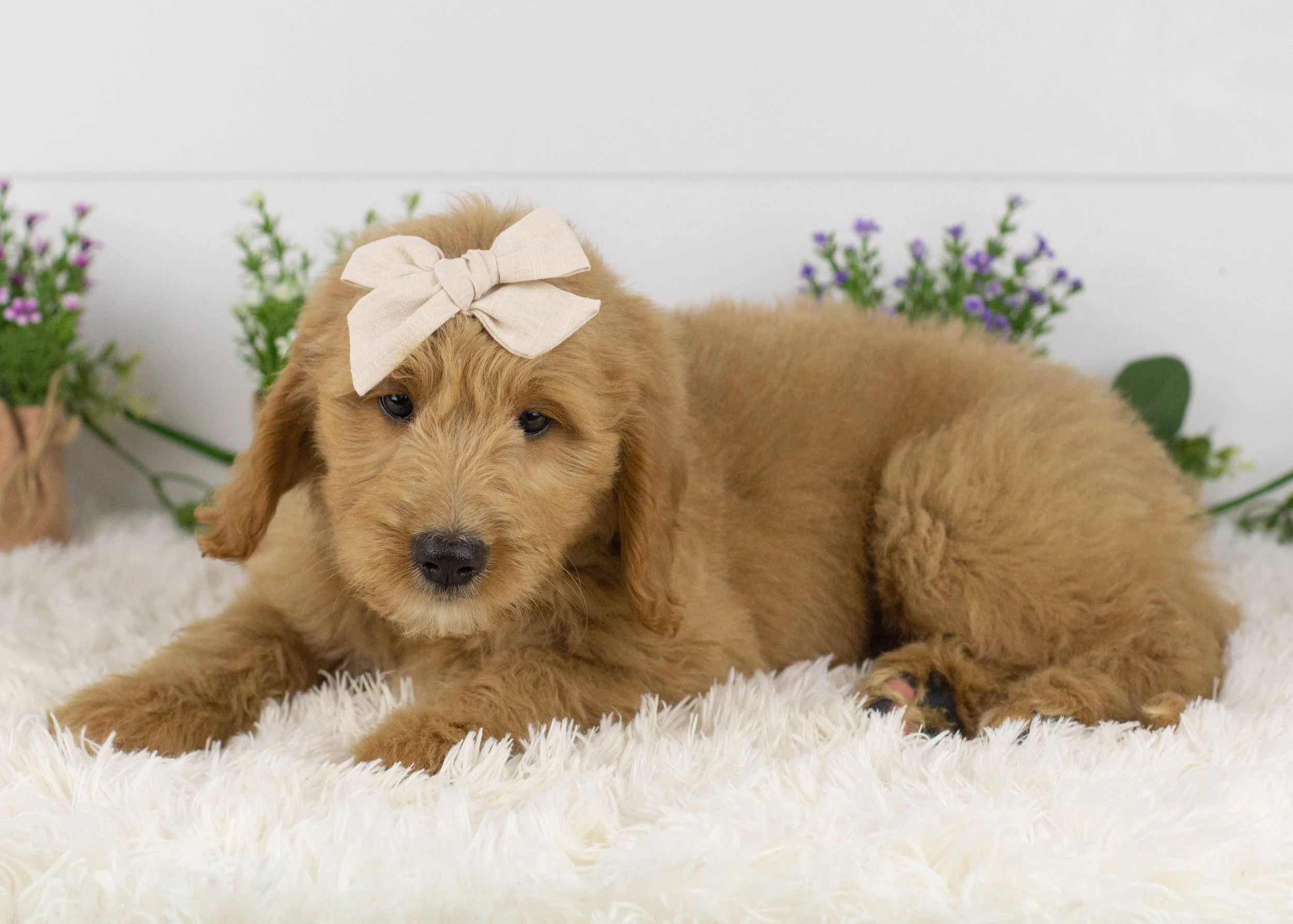 Medium Goldendoodles — Family Bred Puppies