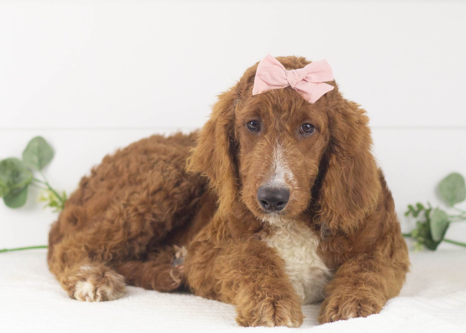 Medium Goldendoodles — Family Bred Puppies