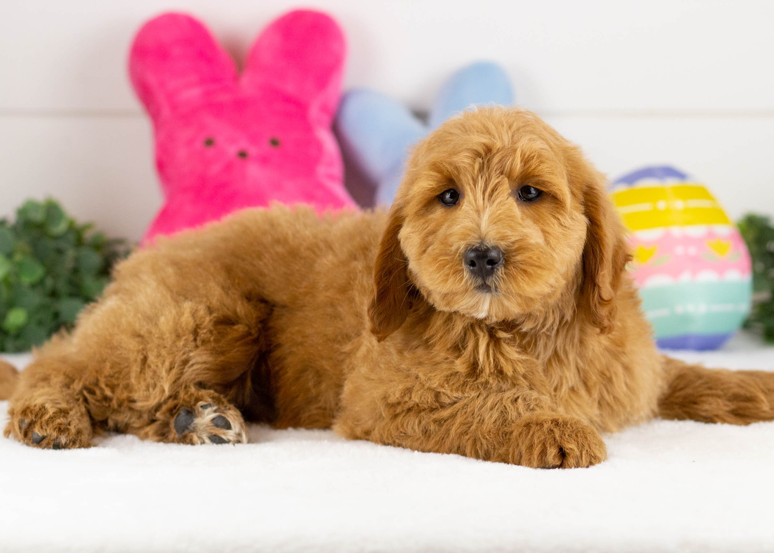 Mini Goldendoodles for Adoption — Family Bred Puppies