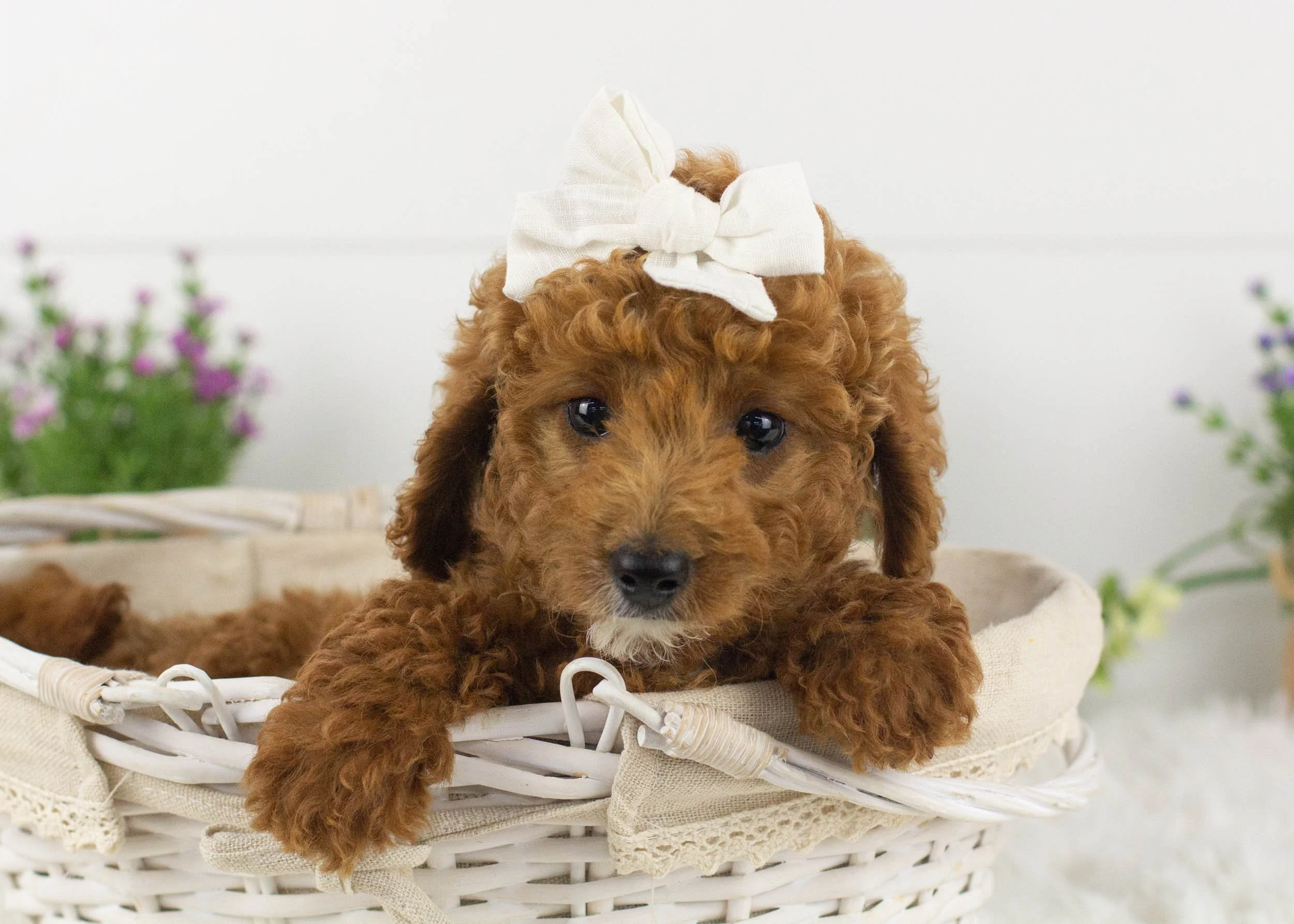 Toy Goldendoodles For Adoption — Family Bred Puppies