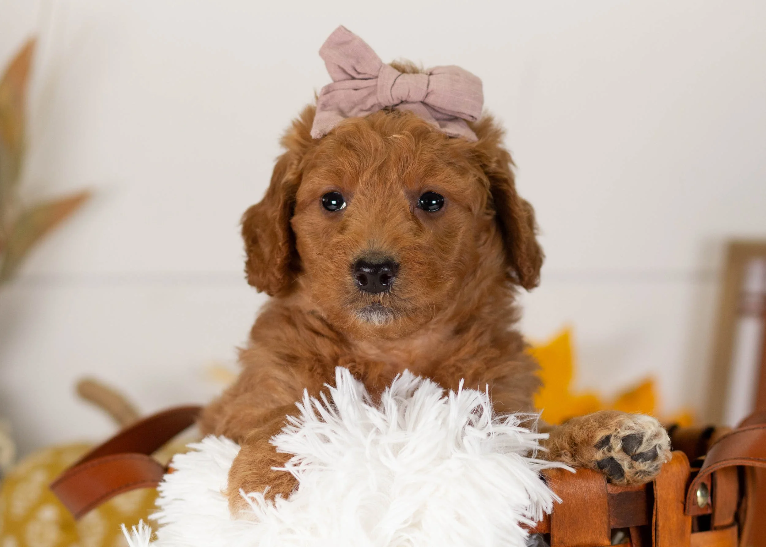 Micro GoldenDoodles For Adoption — Family Bred Puppies