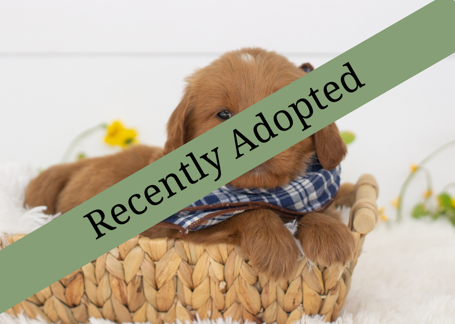 Mini Goldendoodles for Adoption — Family Bred Puppies