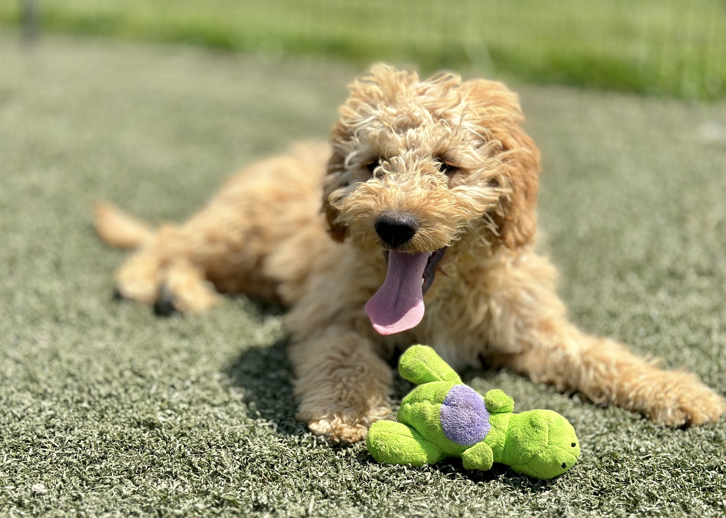 Puppy Application — Family Bred Puppies
