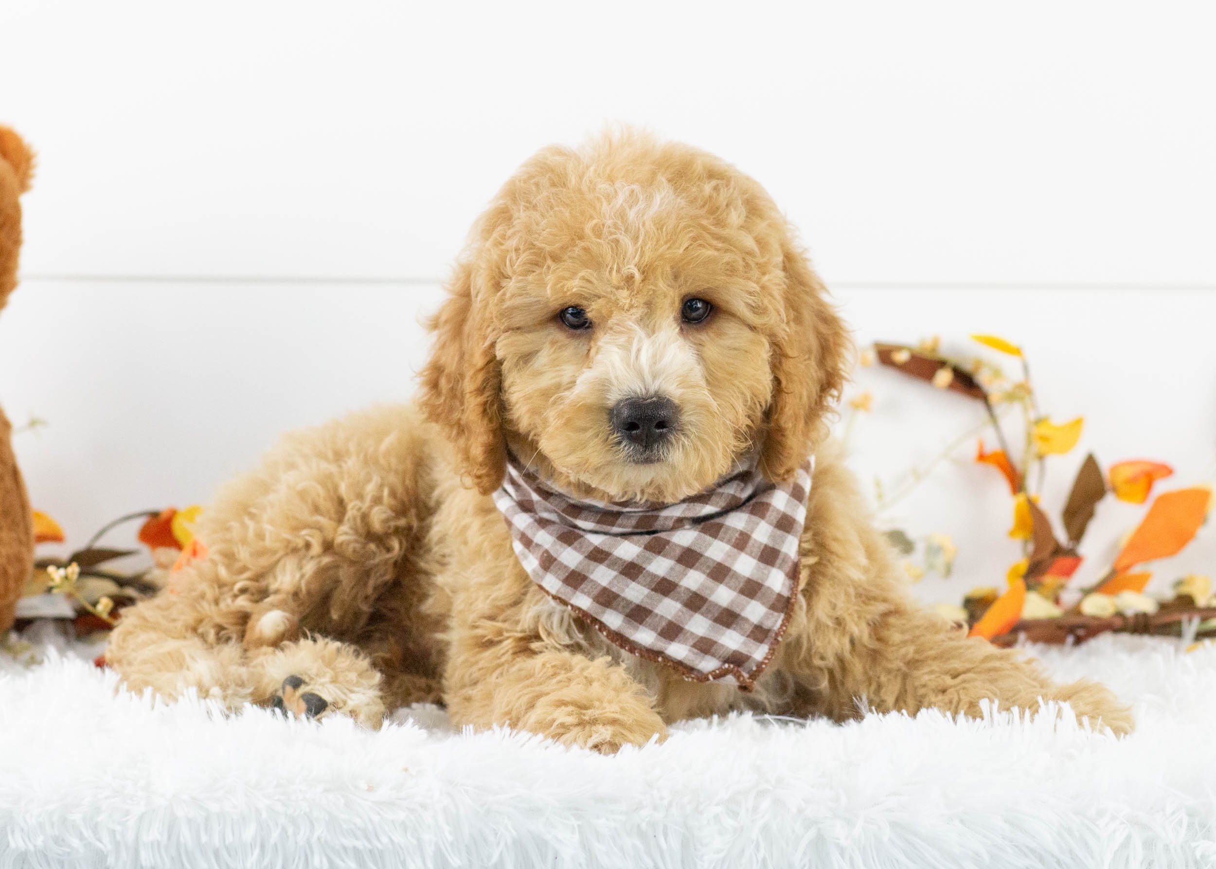 Mini Goldendoodles for Adoption — Family Bred Puppies