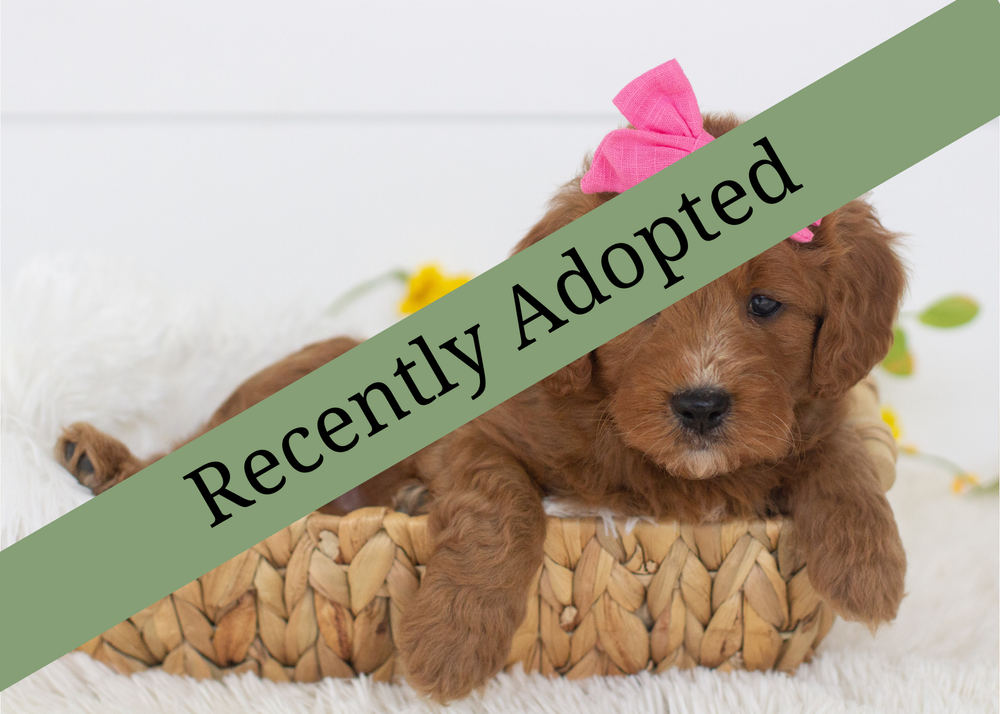 Mini Goldendoodles for Adoption — Family Bred Puppies