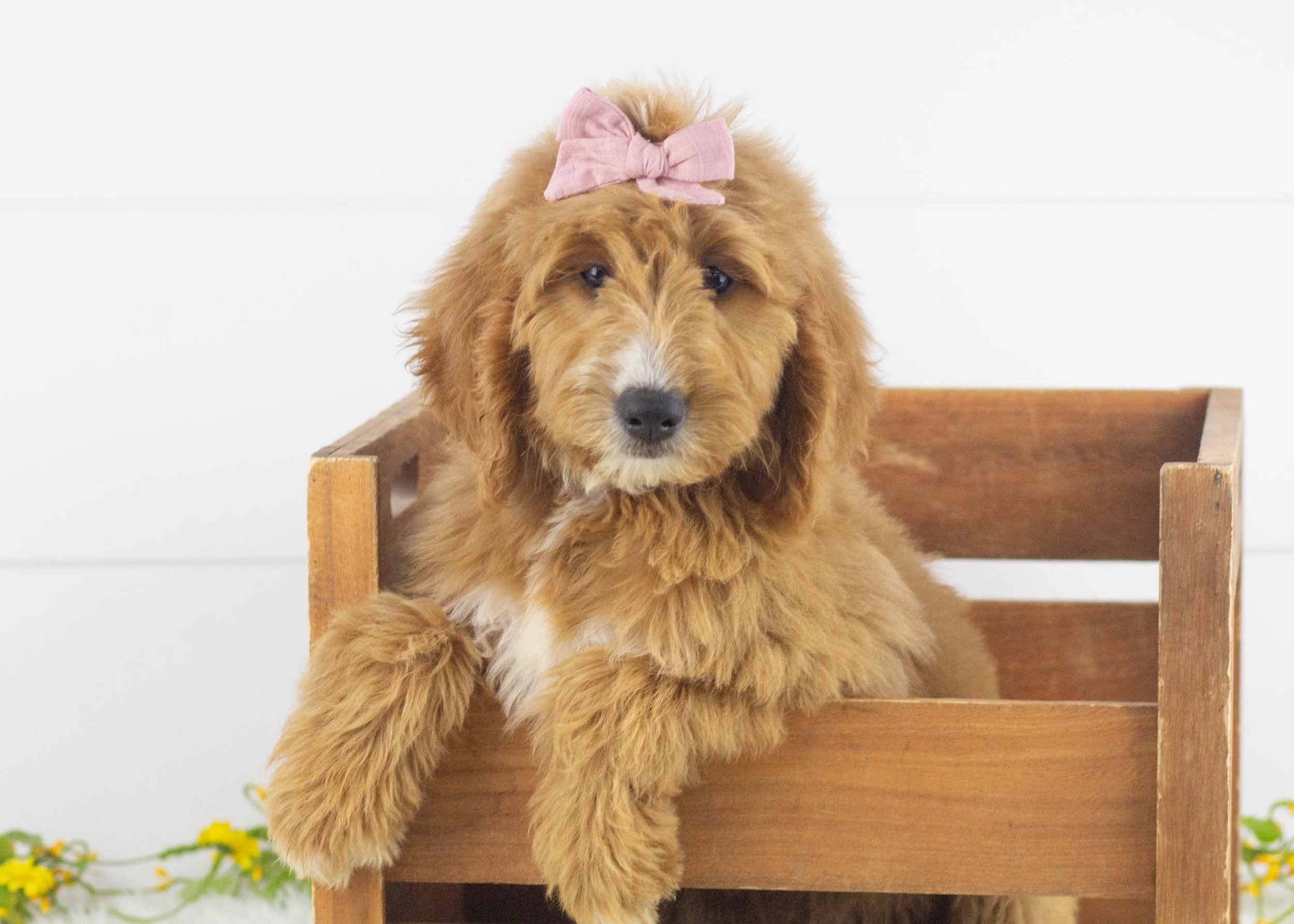Medium Goldendoodles — Family Bred Puppies