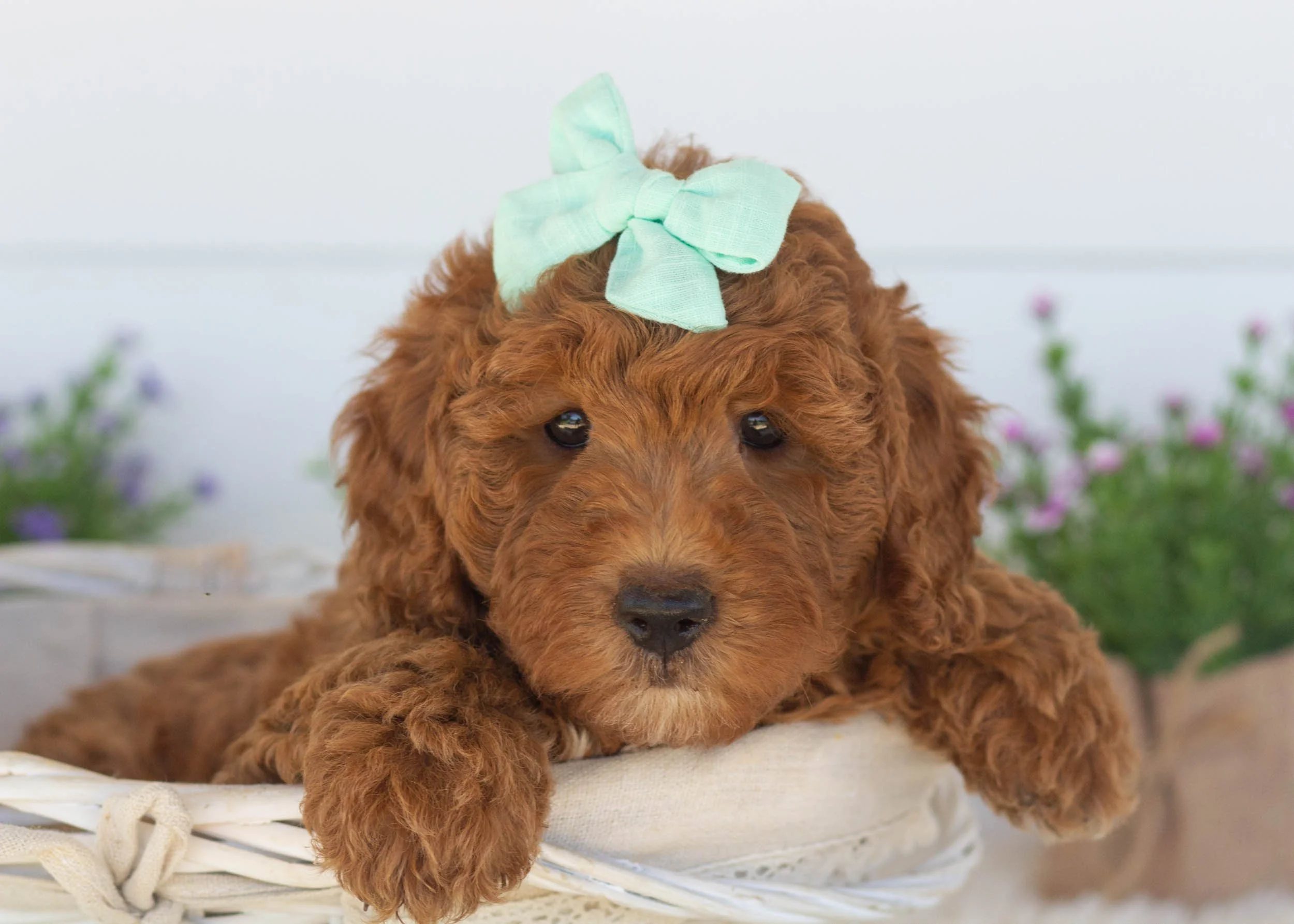 Micro GoldenDoodles For Adoption — Family Bred Puppies