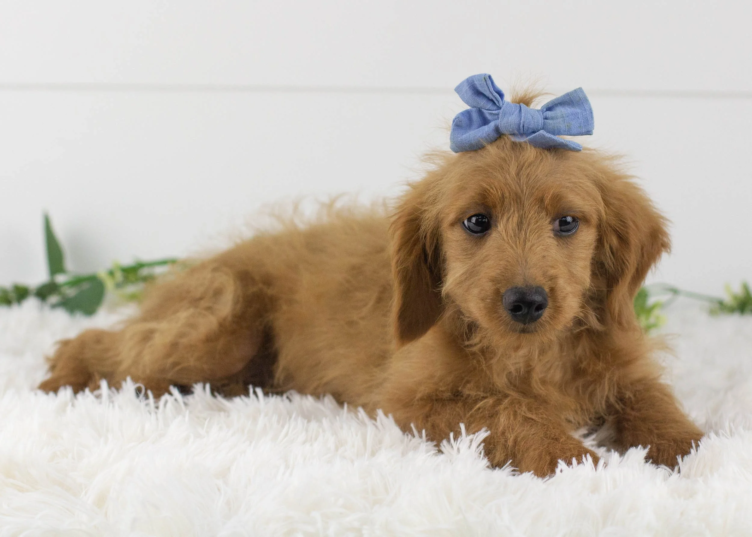 Micro GoldenDoodles For Adoption — Family Bred Puppies