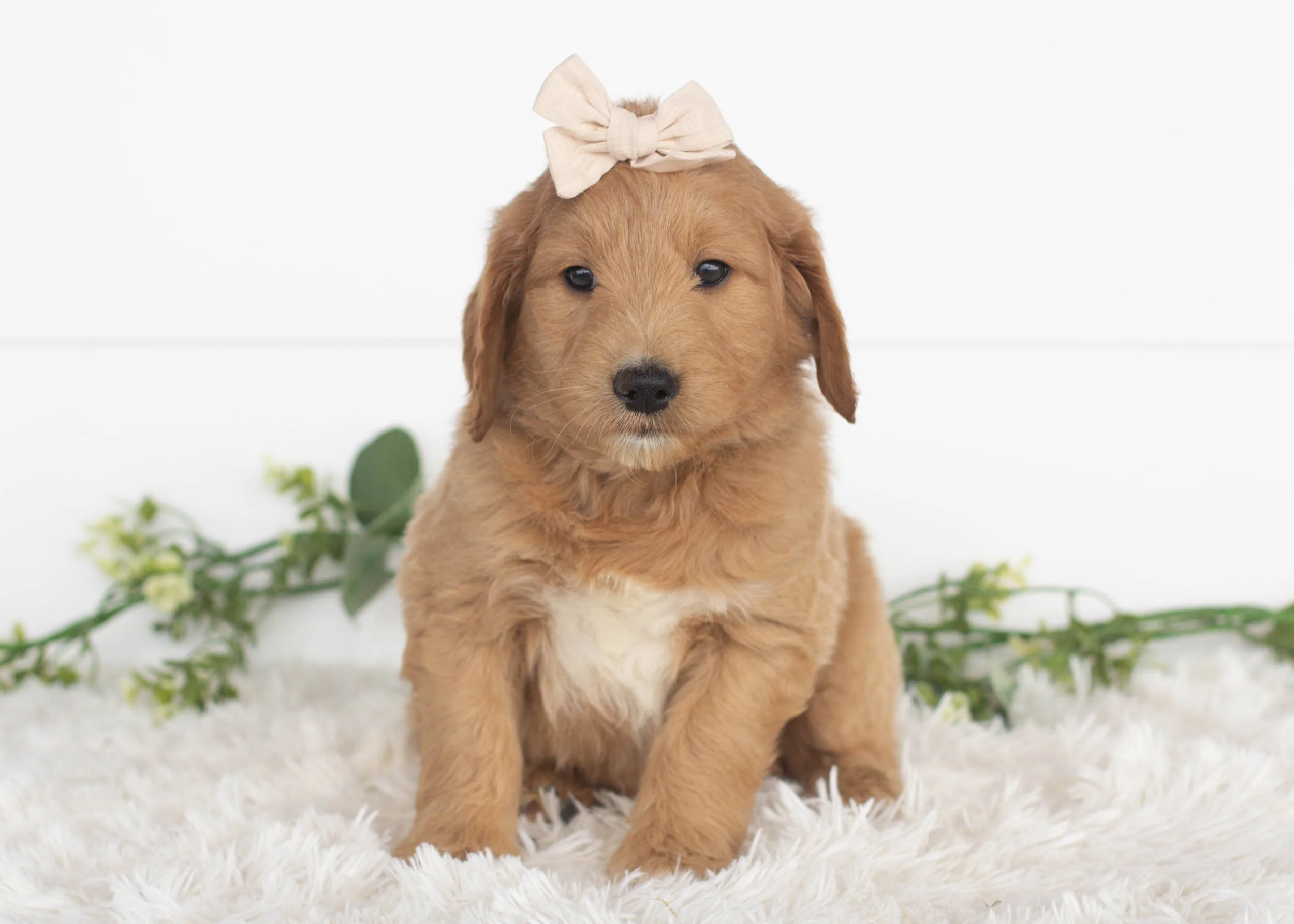 Medium Goldendoodles — Family Bred Puppies