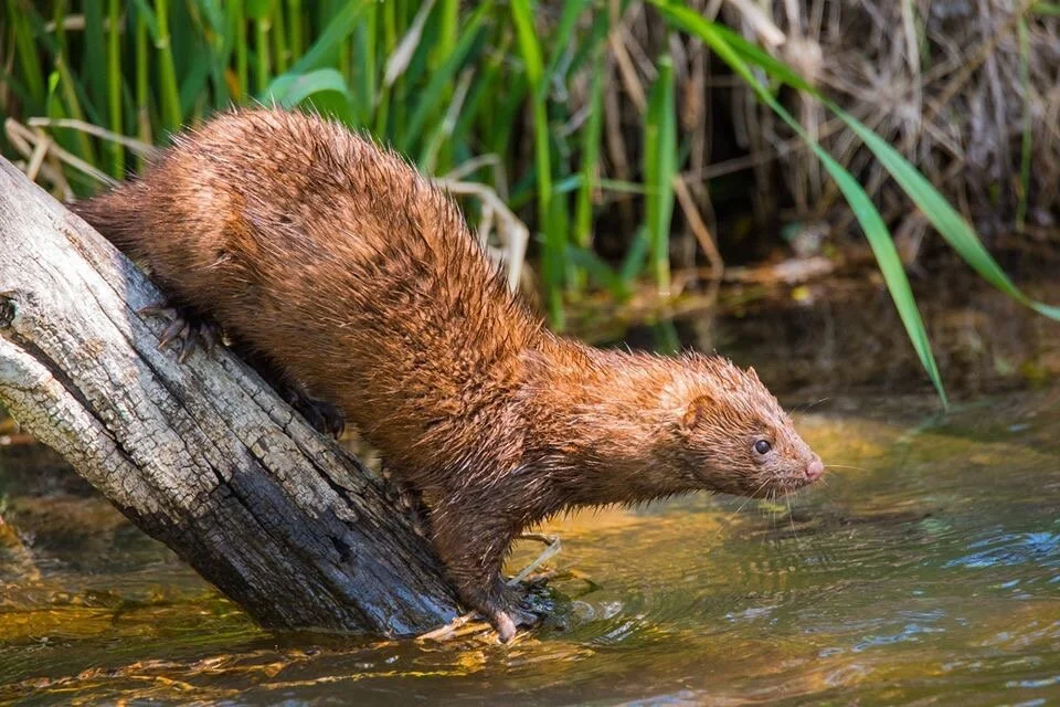 Friends of the MK Nature Center