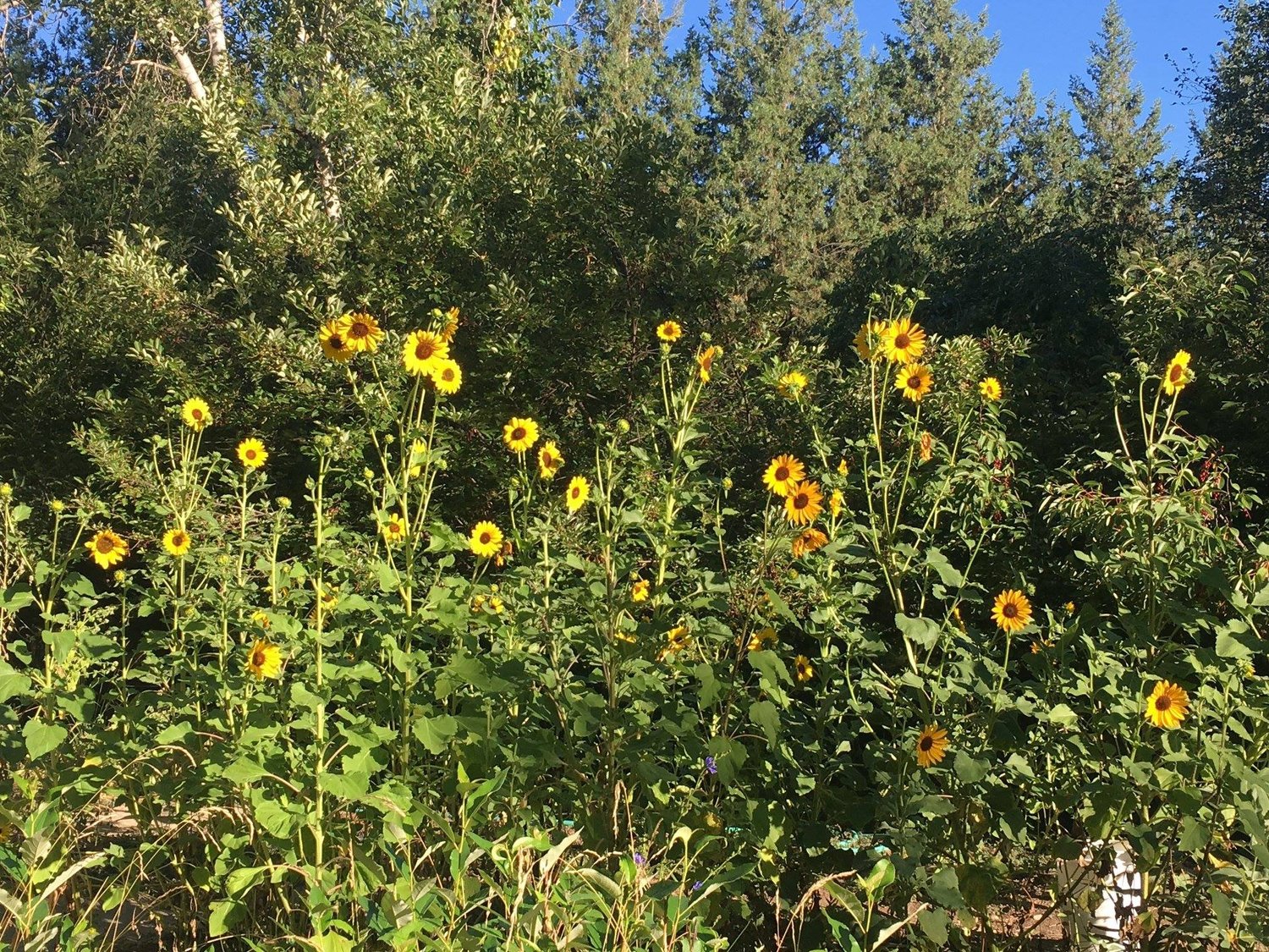 Idaho Native Plant Pollinator Garden — Friends of the MK Nature Center ...