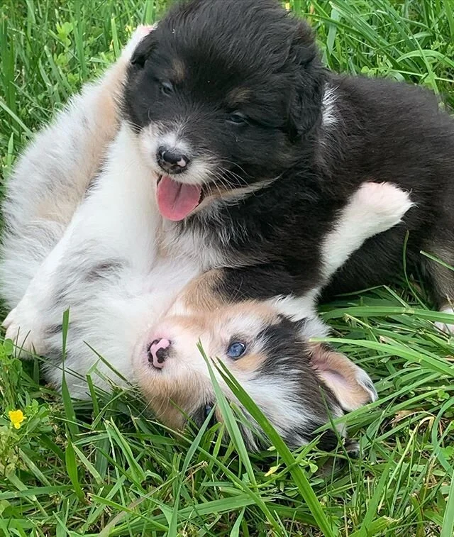 Services 1 — Ironwood Ridge Kennels