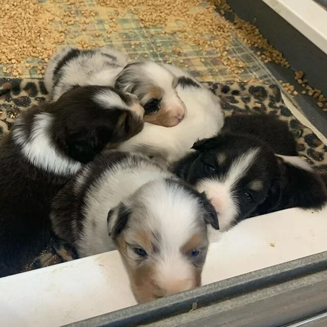 Services 1 — Ironwood Ridge Kennels