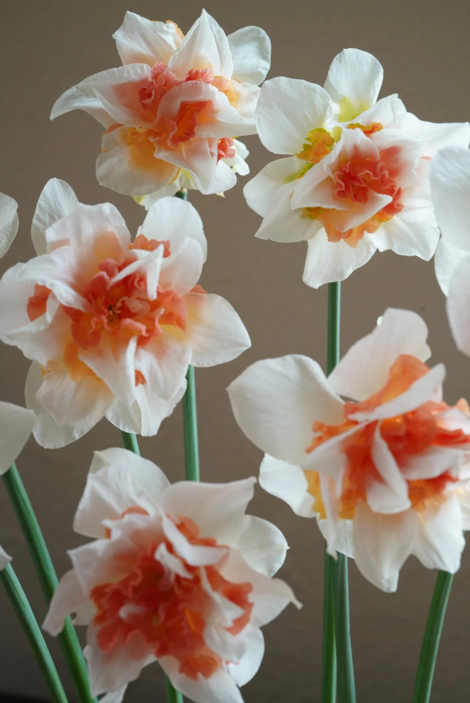 Shop — Diadem Flower Co. • Seattle Area Wedding Florist