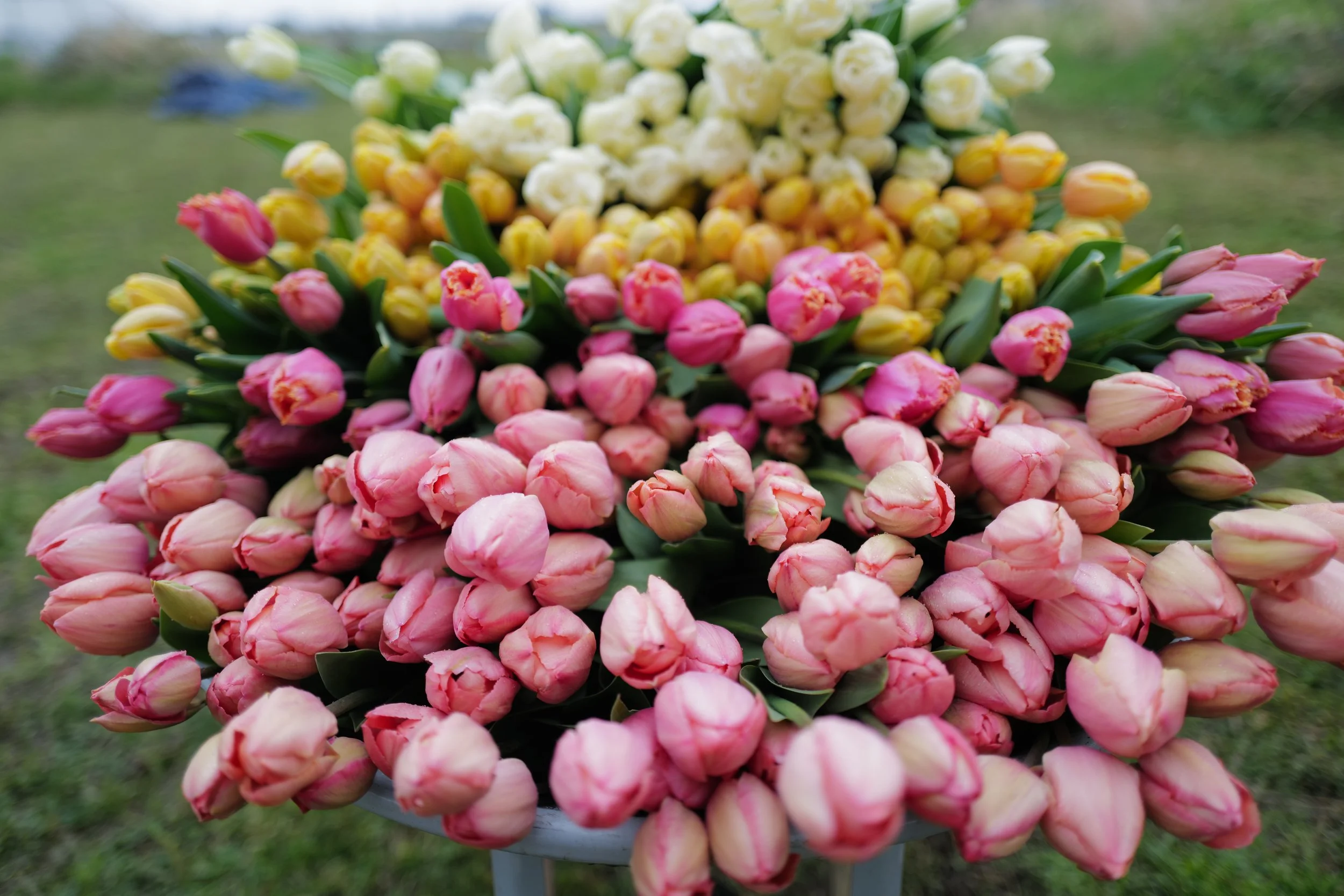 Shop — Diadem Flower Co.