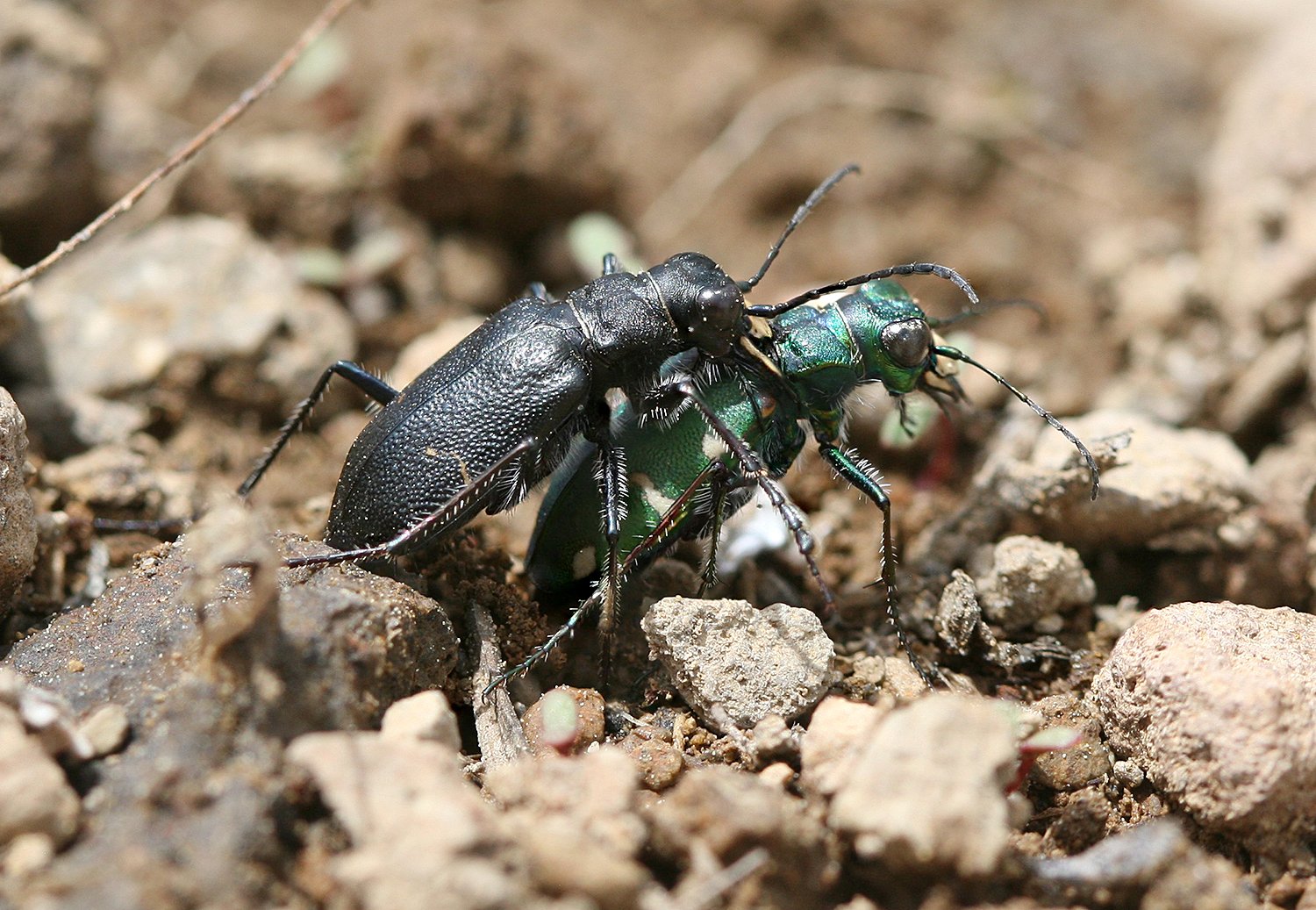 Tiger Beetles — TINS