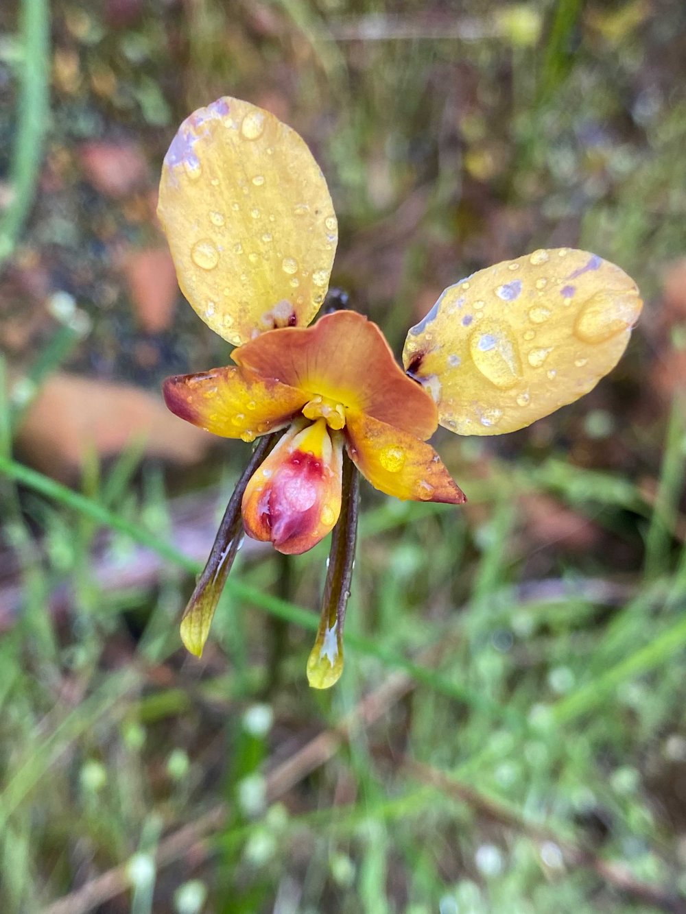 Lobethal — LOUISE FLAHERTY