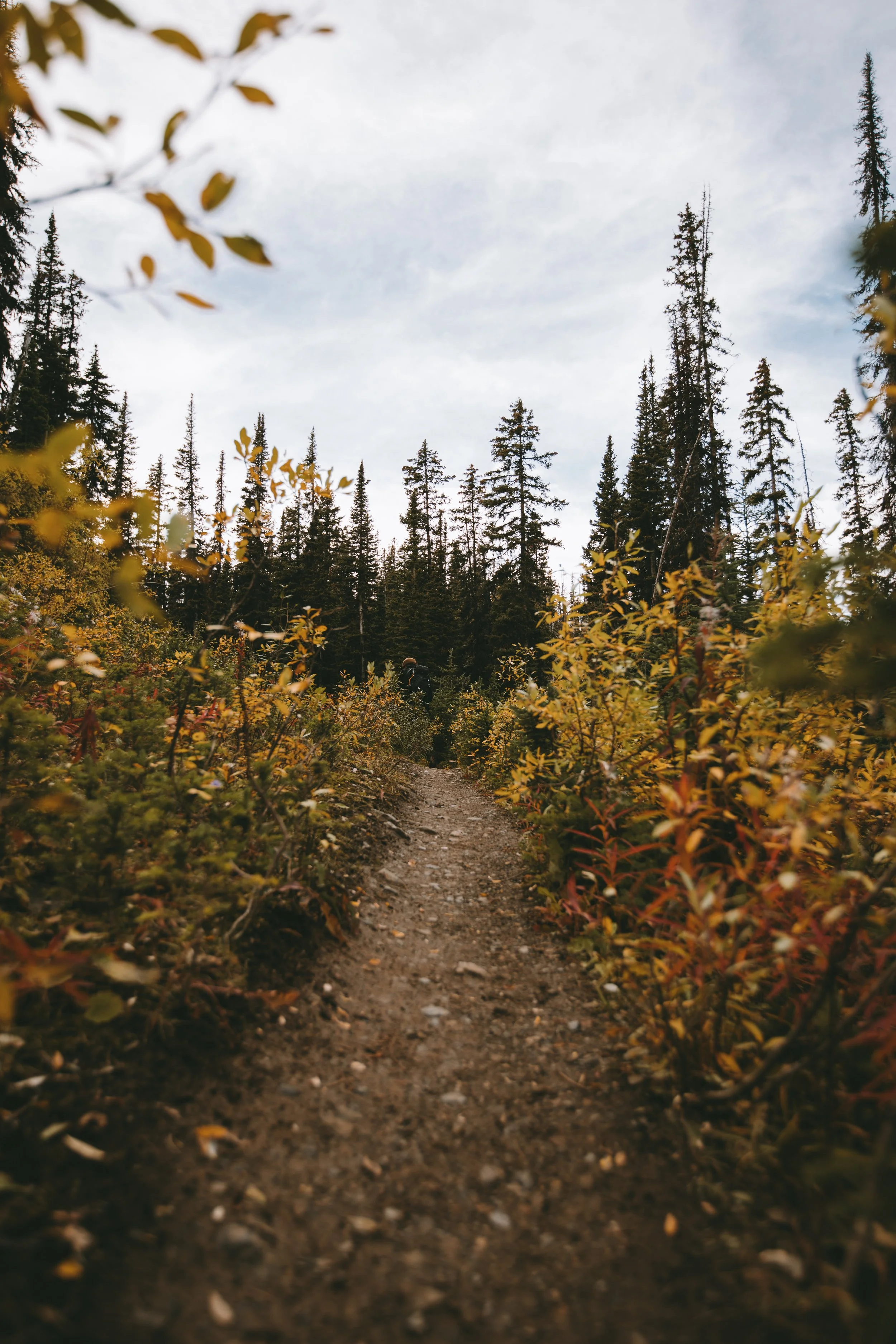 canmore pt. 2 tent ridge — Moments of Wild