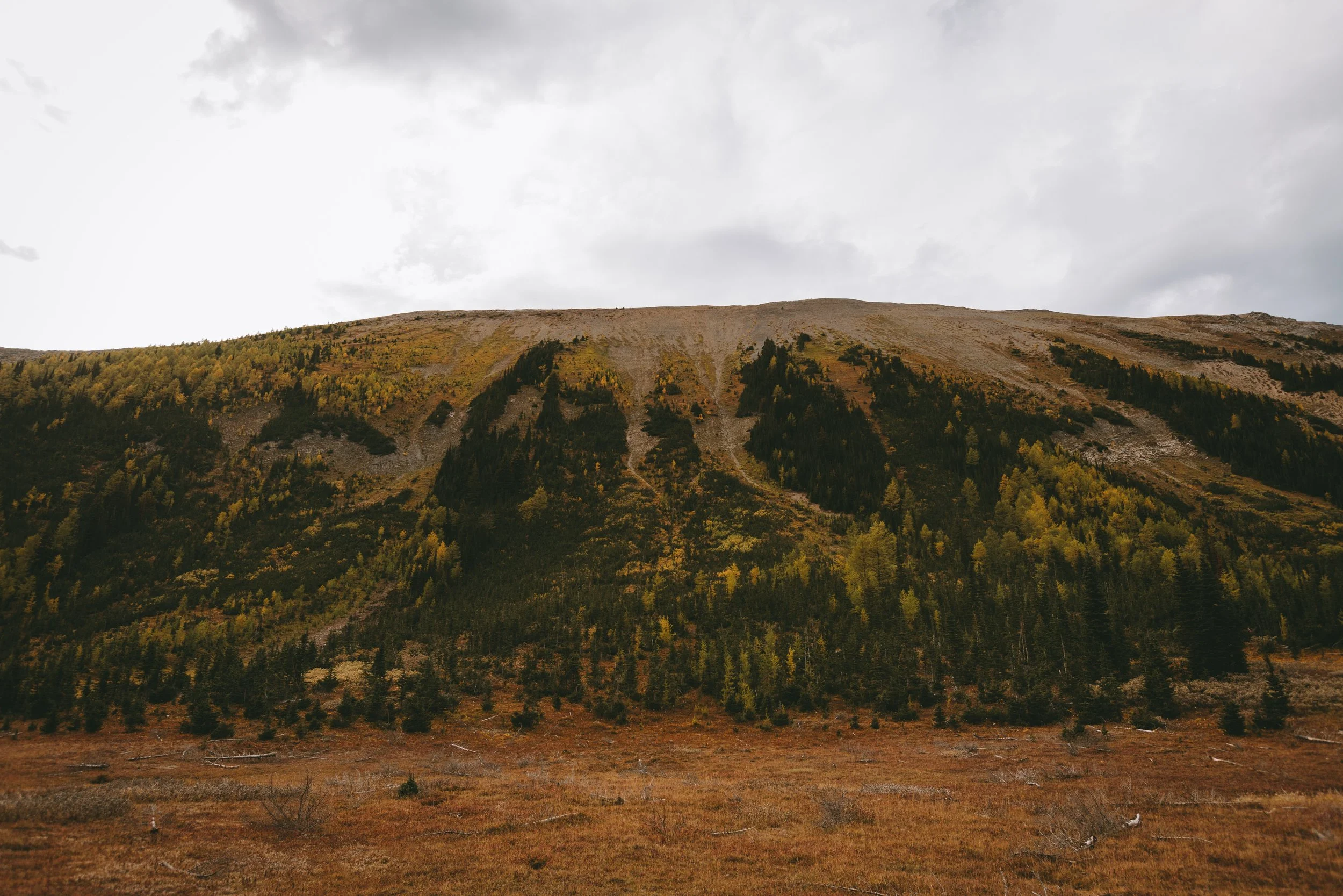 canmore pt. 2 tent ridge — Moments of Wild