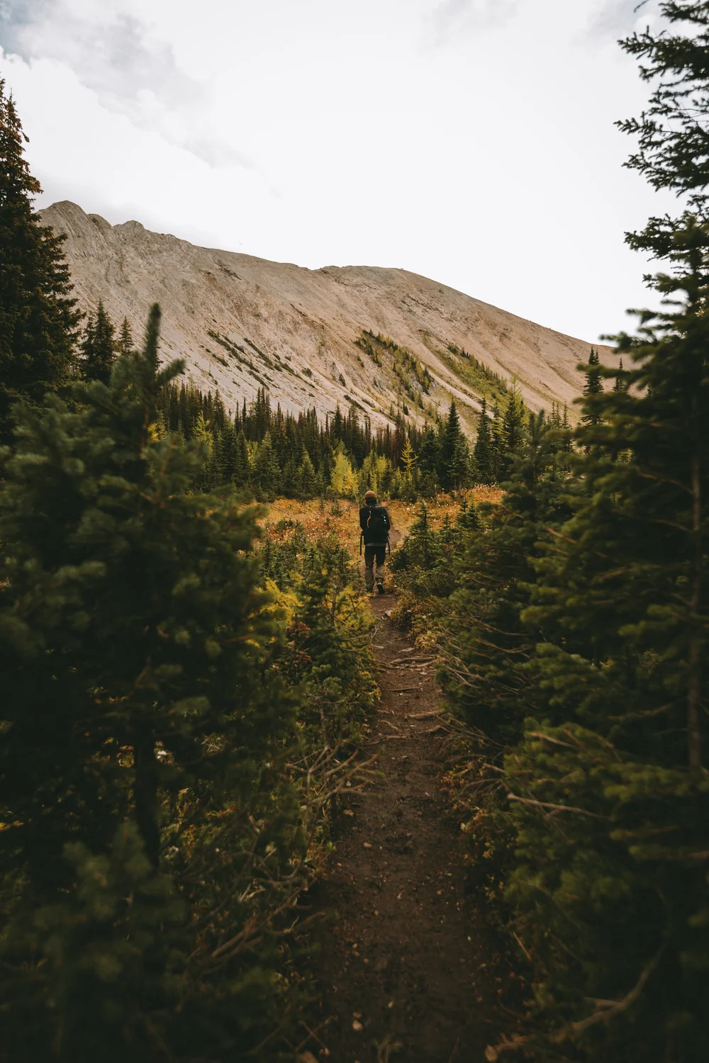 canmore pt. 2 tent ridge — Moments of Wild