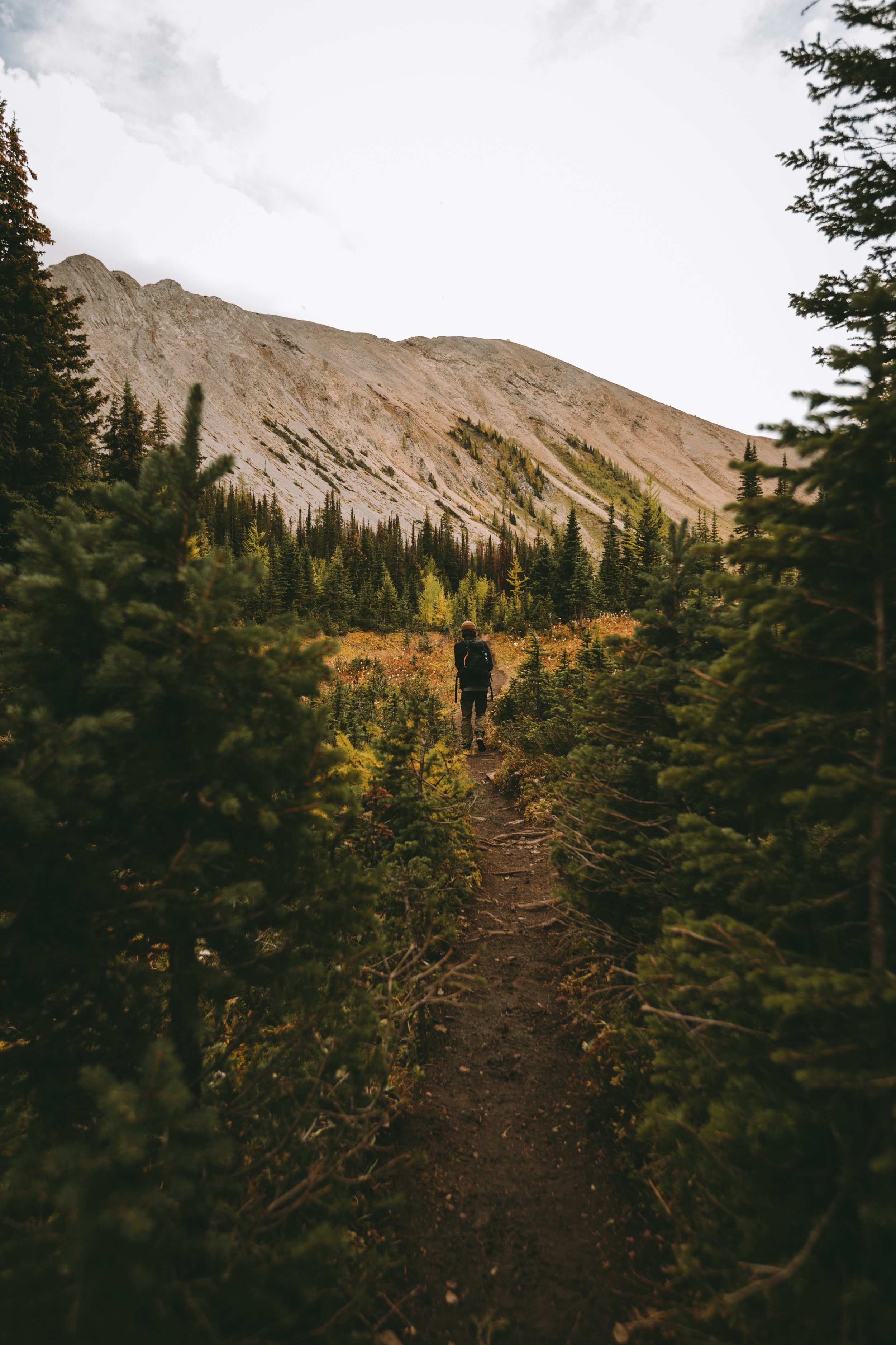 canmore pt. 2 tent ridge — Moments of Wild