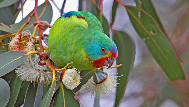 Conservation and Threatened Species — Enviro-dynamics