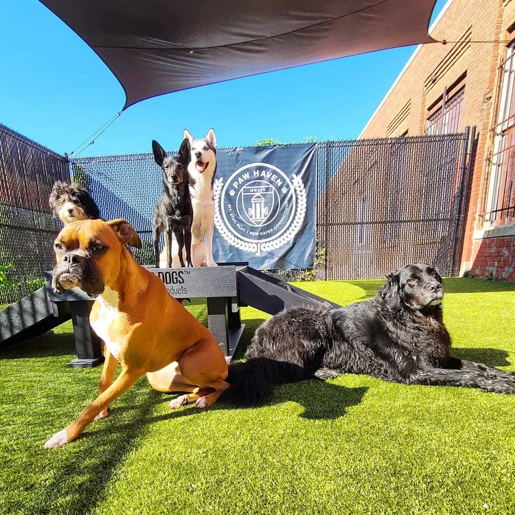 Paw Haven in New Haven, Ct | New Haven’s best Doggy Daycare & Dog & Cat ...