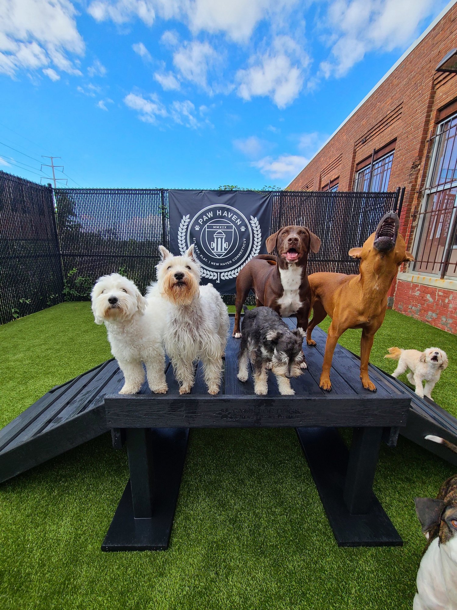 Paw Haven, New Haven, Ct: Pet photo gallery