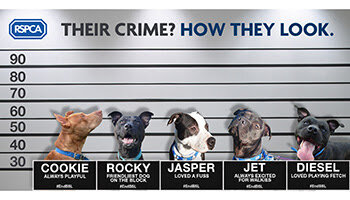Dogs on Death Row —International Timez