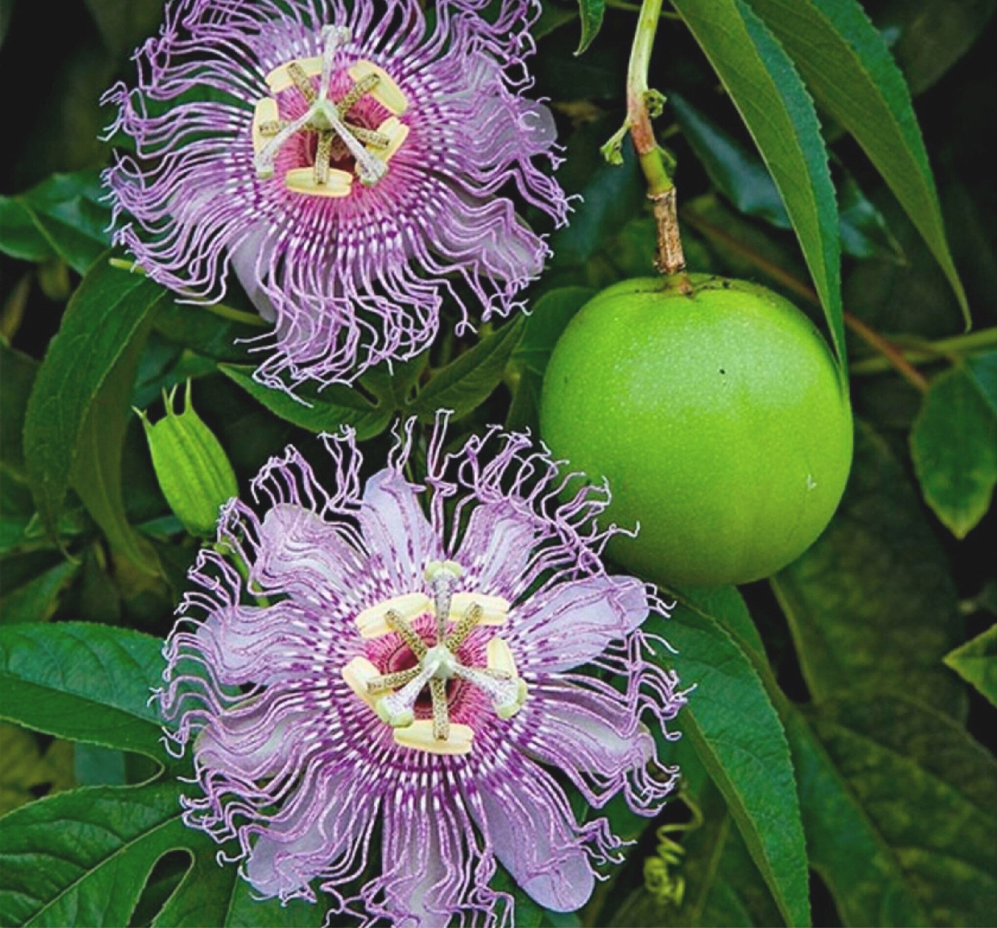 About — Maypop Sparkling Water