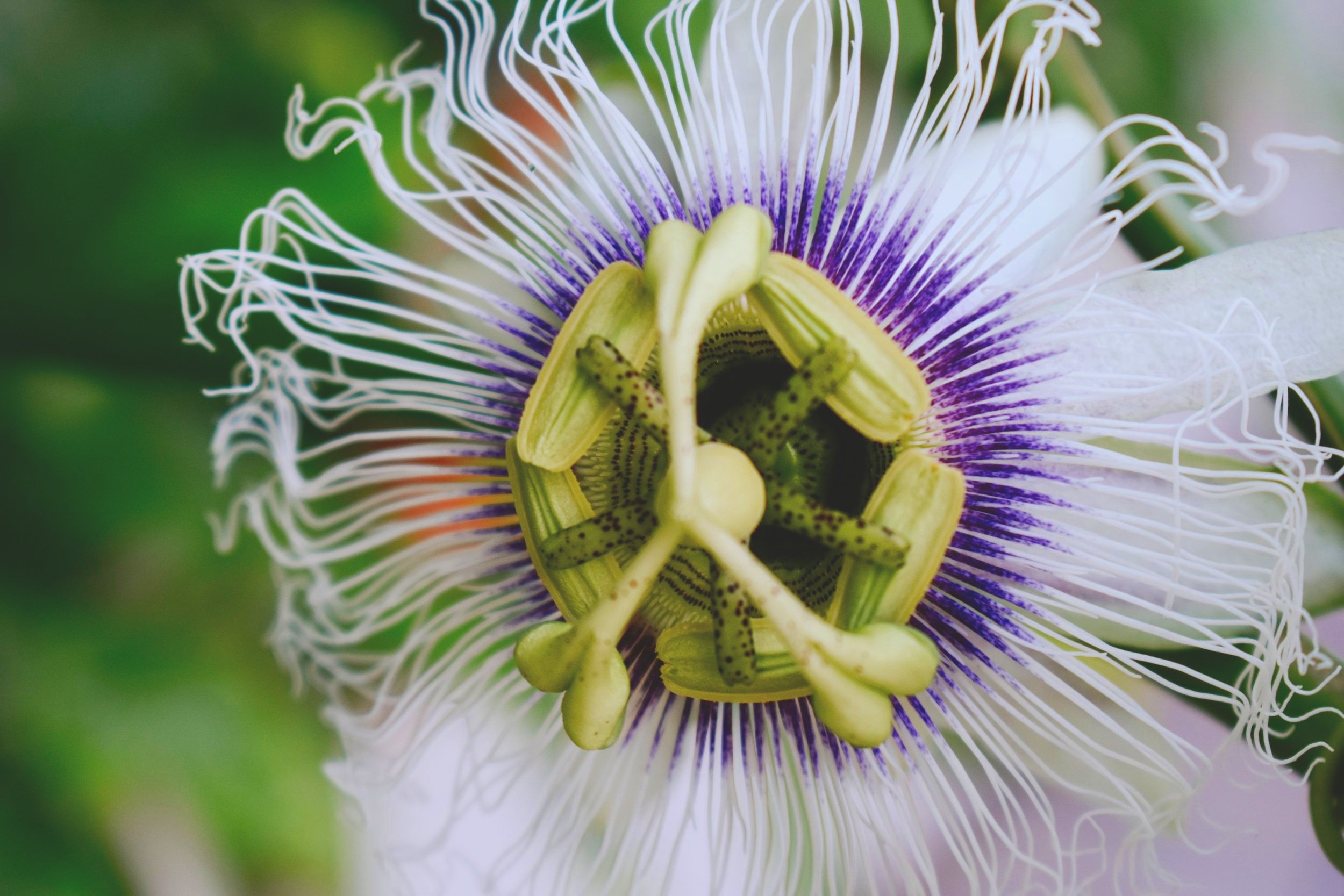 General 1 — Maypop Sparkling Water