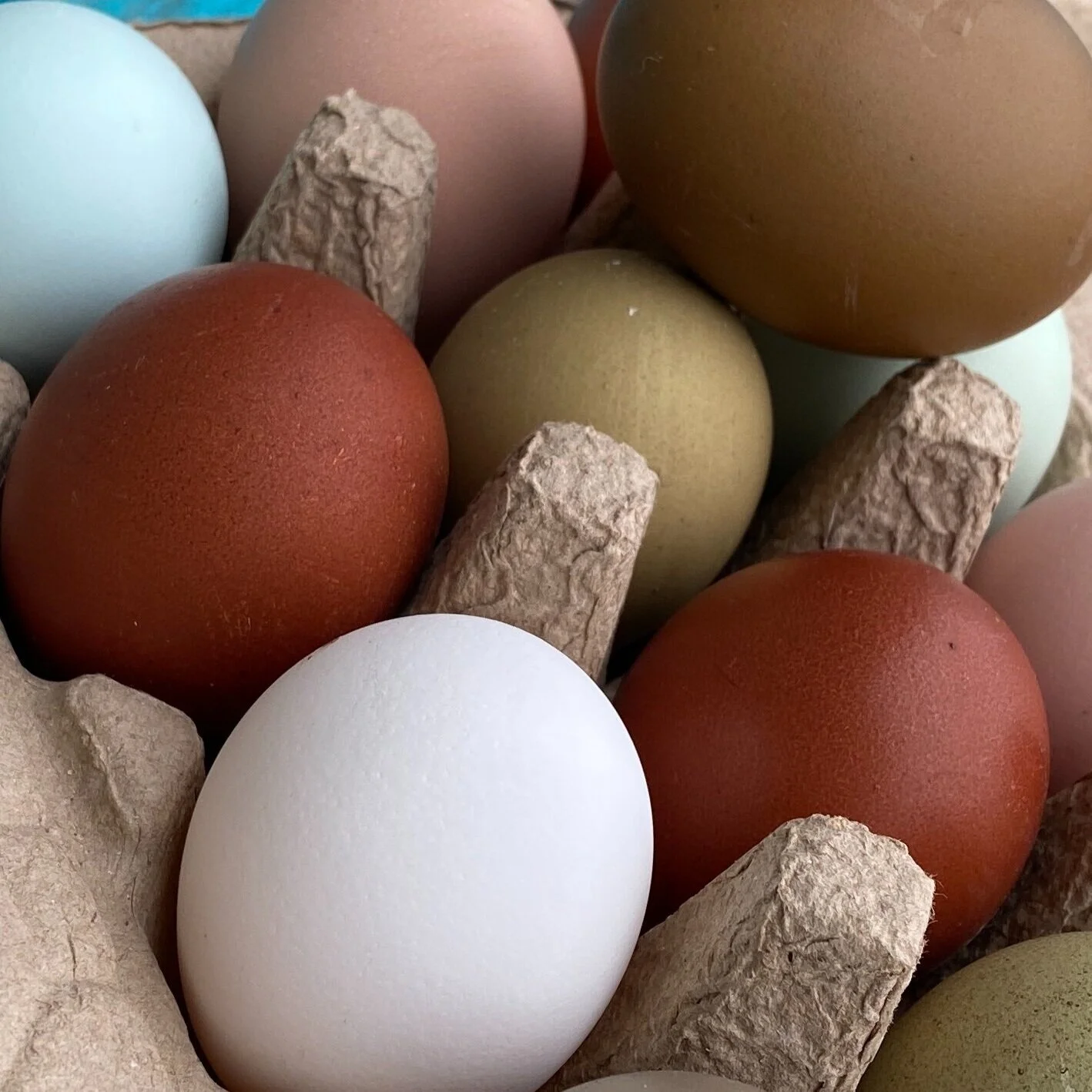 Barnyard Mix Hatching Eggs — Mornin' Glory Farm