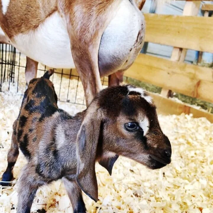 Mini Nubian Does — Mornin' Glory Farm