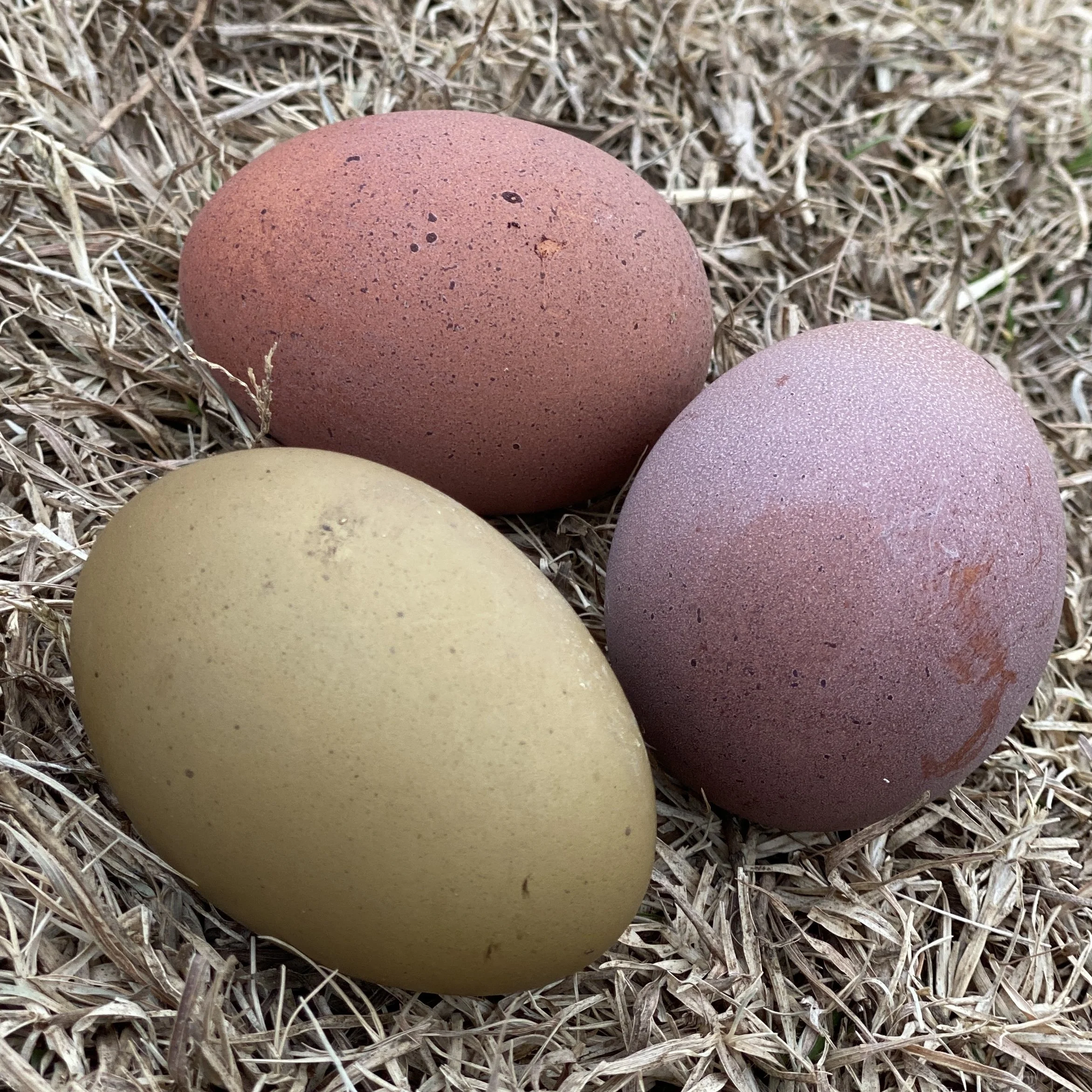 Barnyard Mix Hatching Eggs — Mornin' Glory Farm