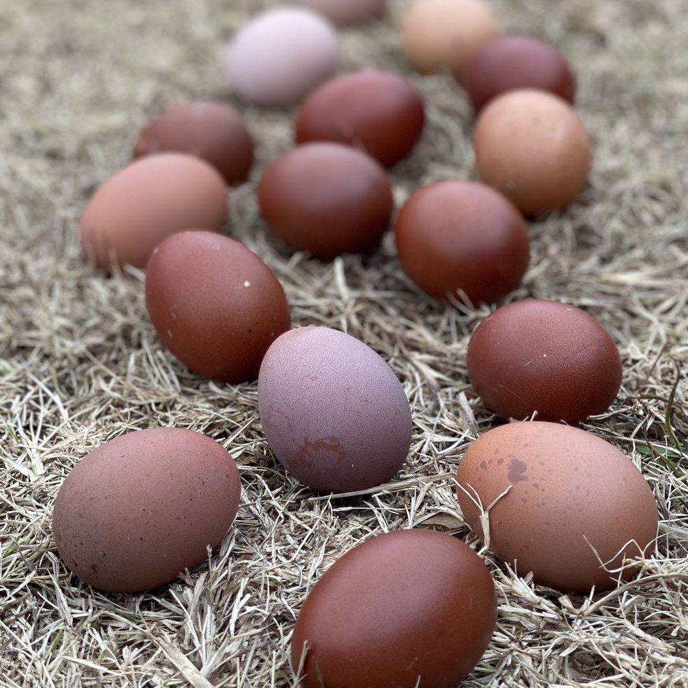 Barnyard Mix Hatching Eggs — Mornin' Glory Farm